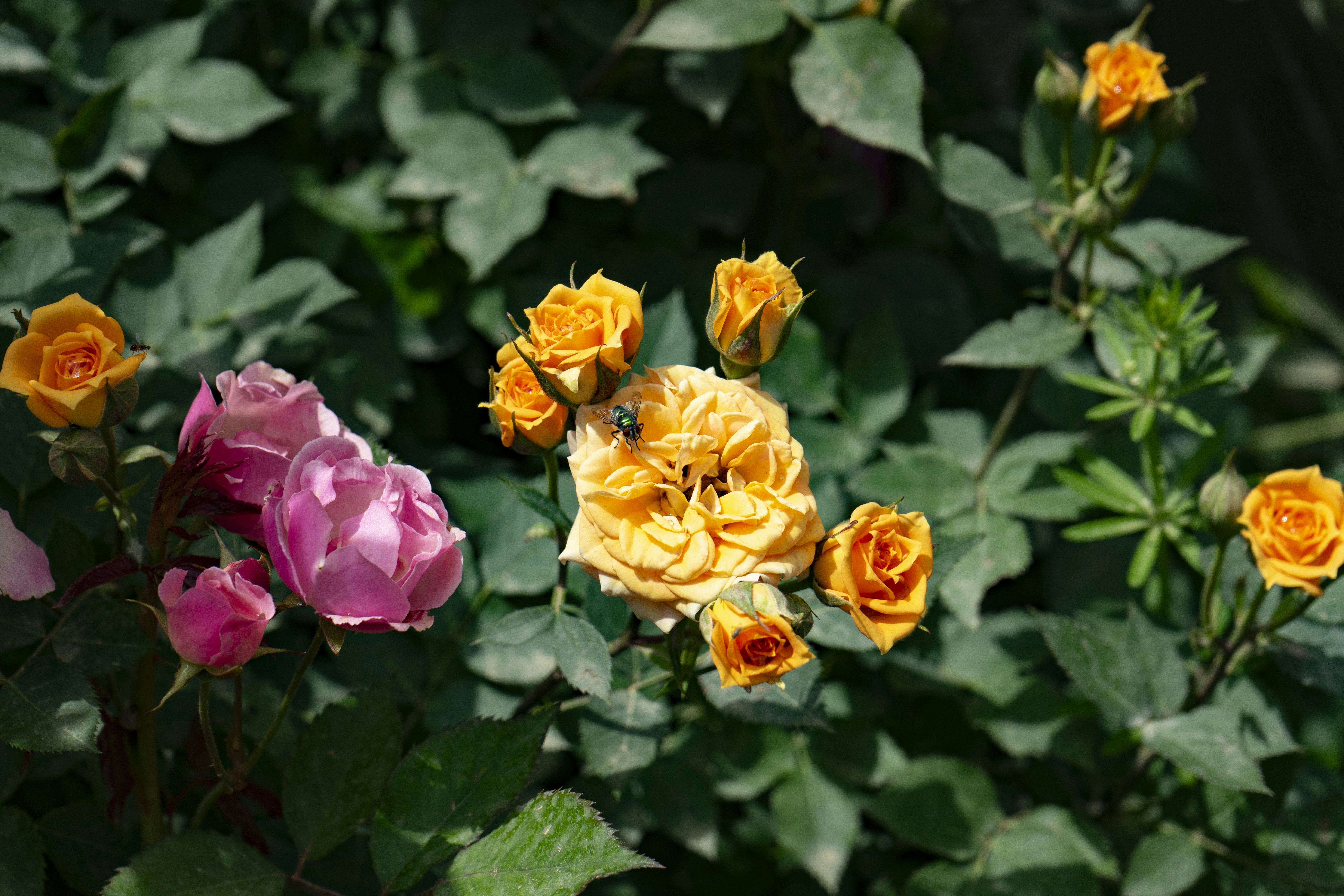 Sunlit Orange Roses: A Cluster of Blooms Amid Deep Green Foliage