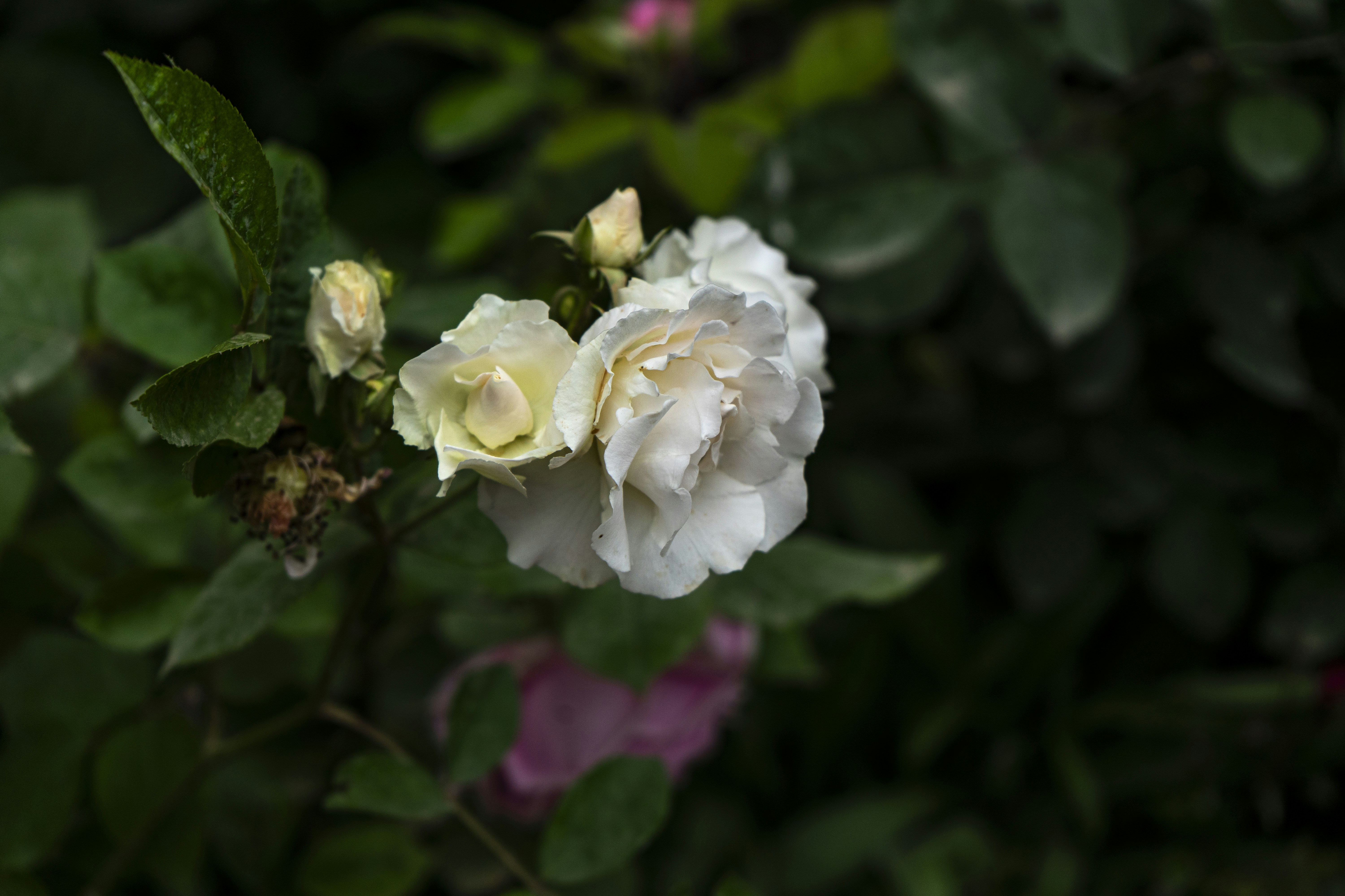 White Rose Bloom in Shade
