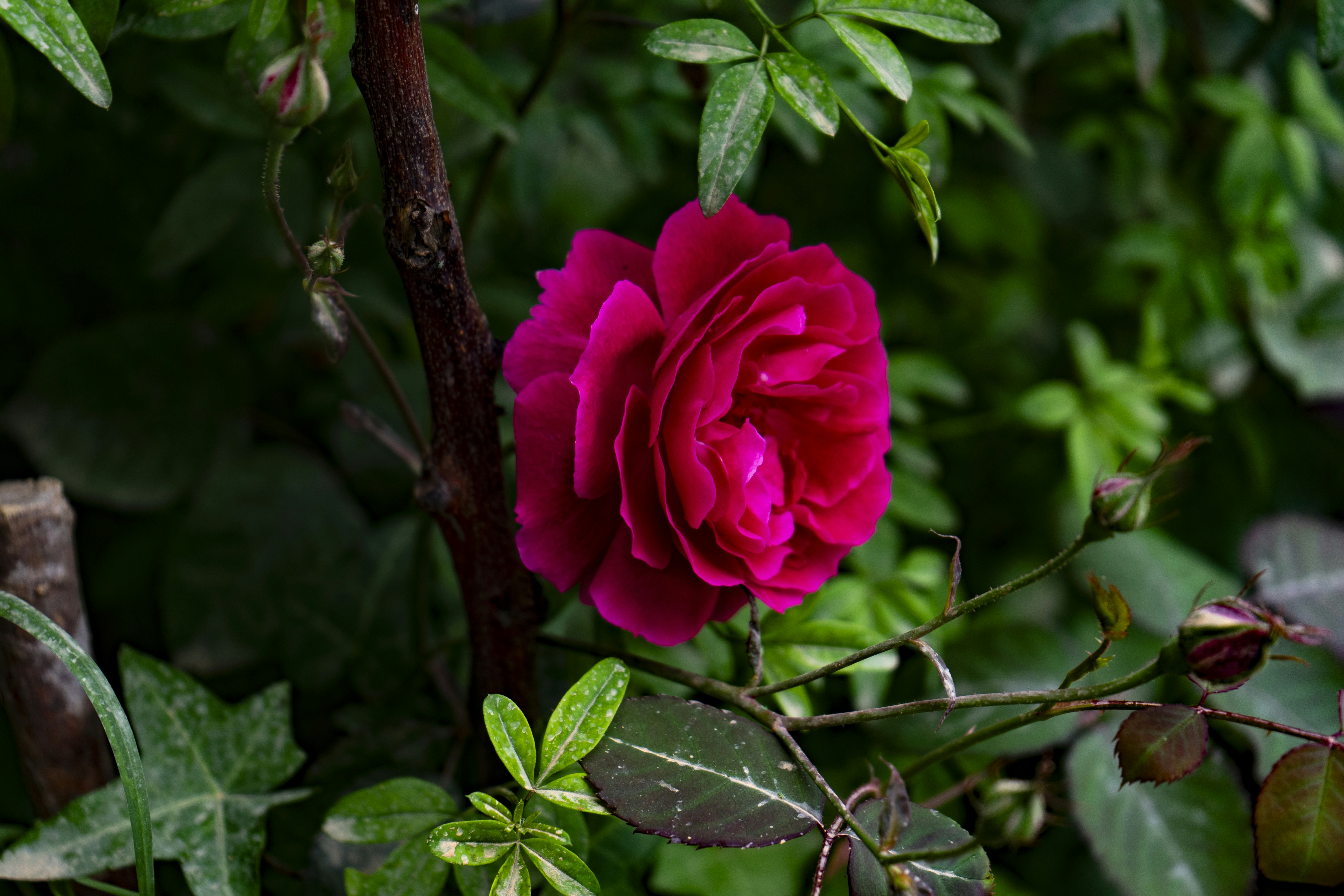 Crimson Rose at the Heart of a Green Tangle