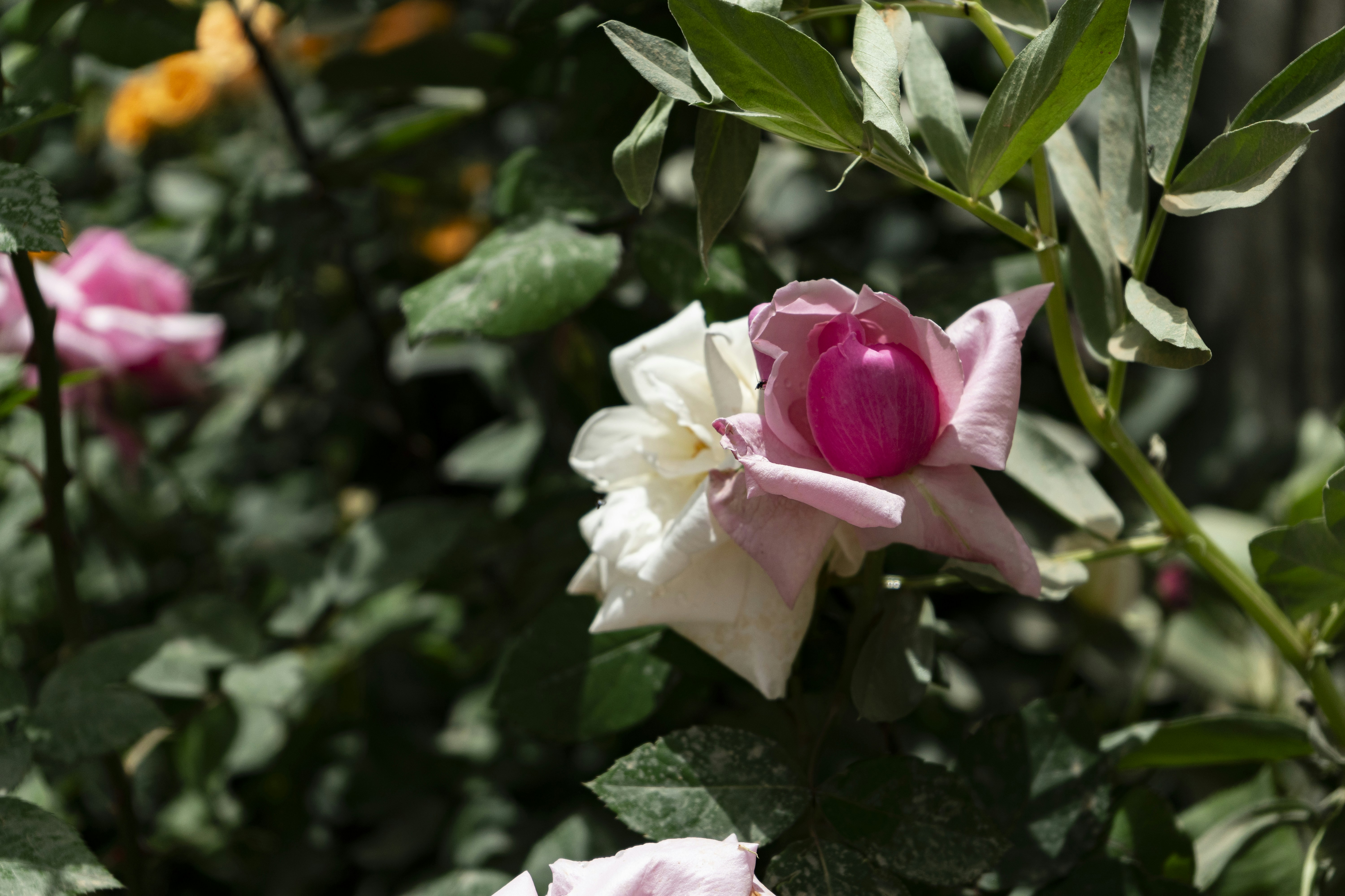 Blush Roses in a Sunlit Garden