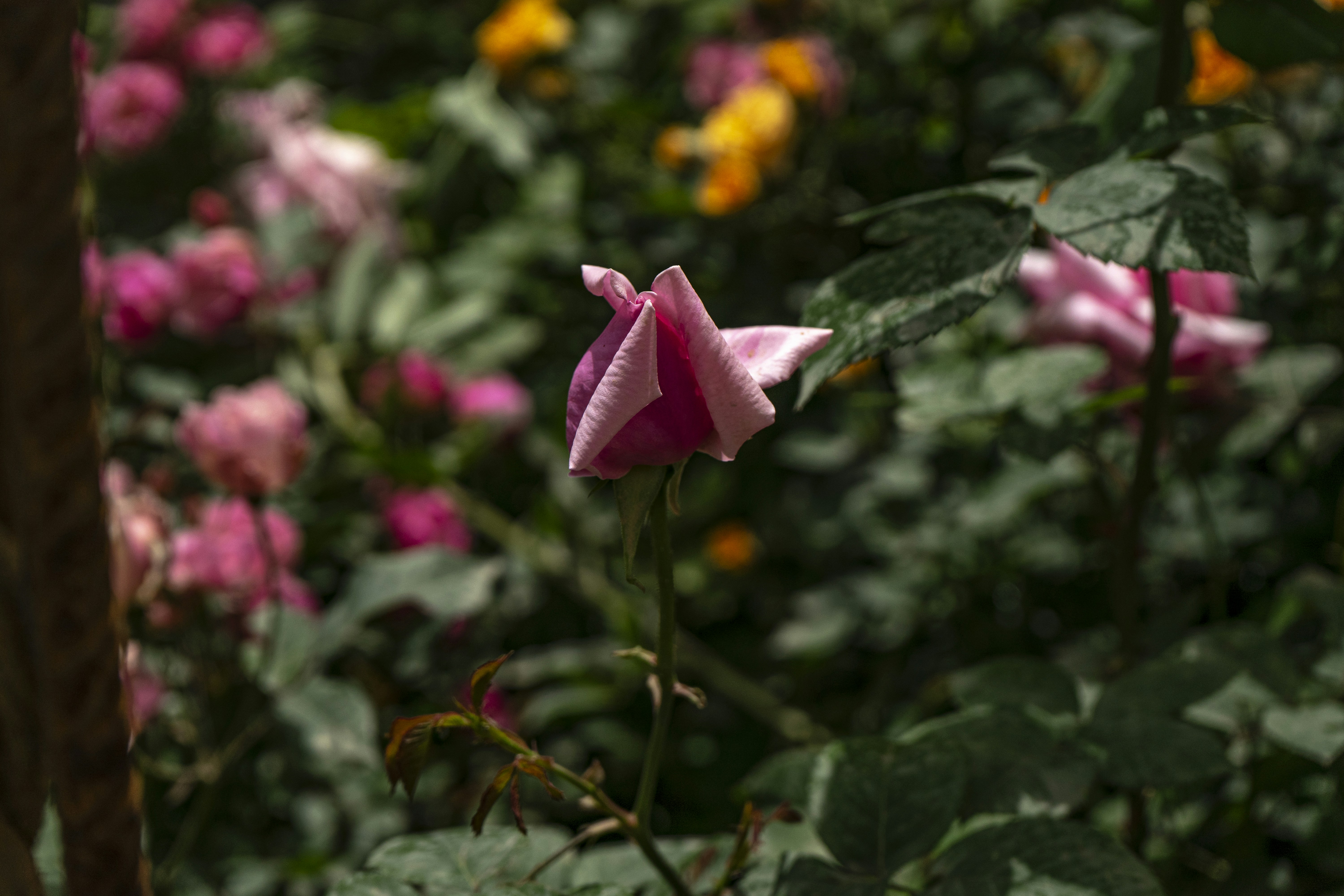 Pink Bud in a Hushed Garden