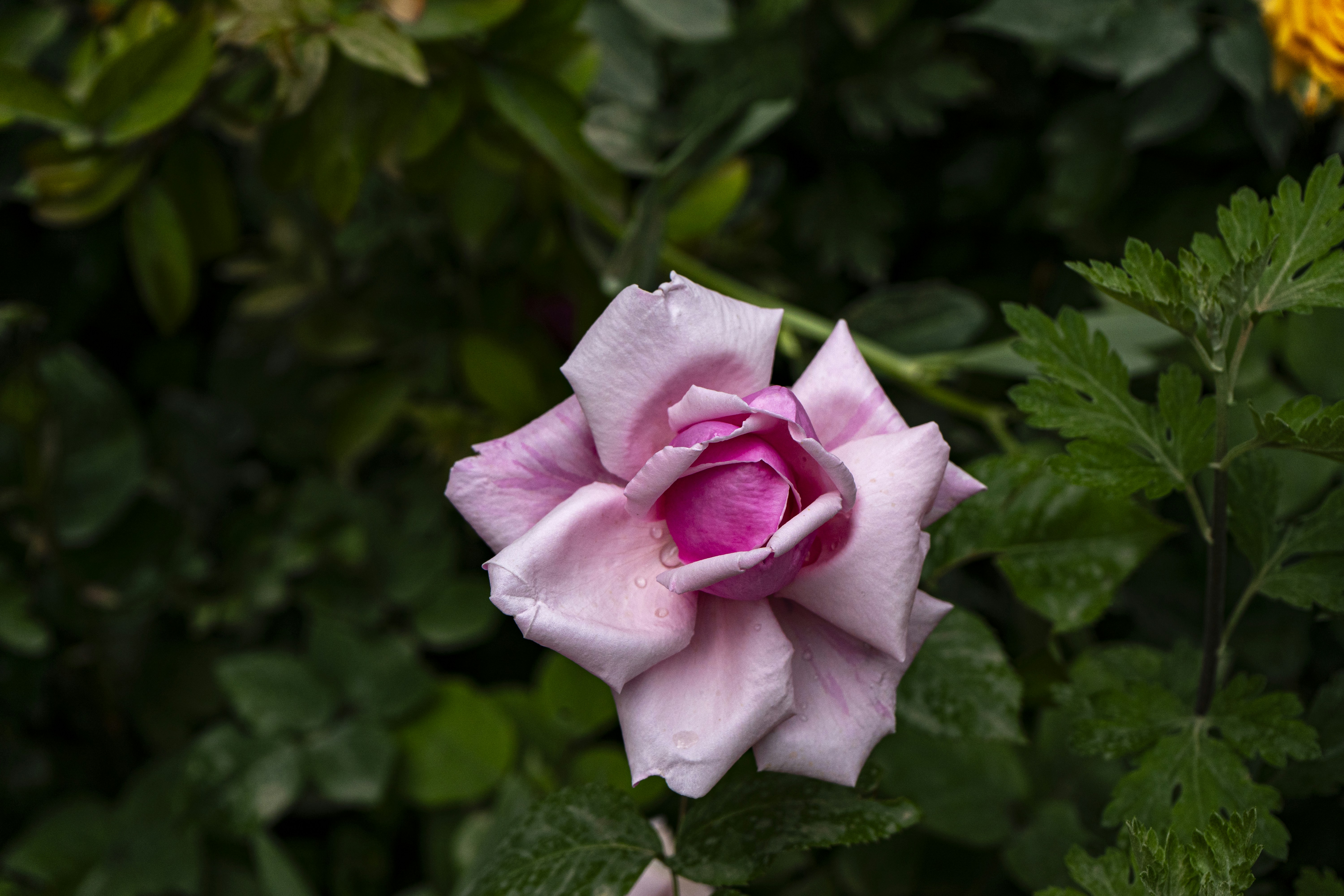 Blush Rose in a Velvet Green Frame