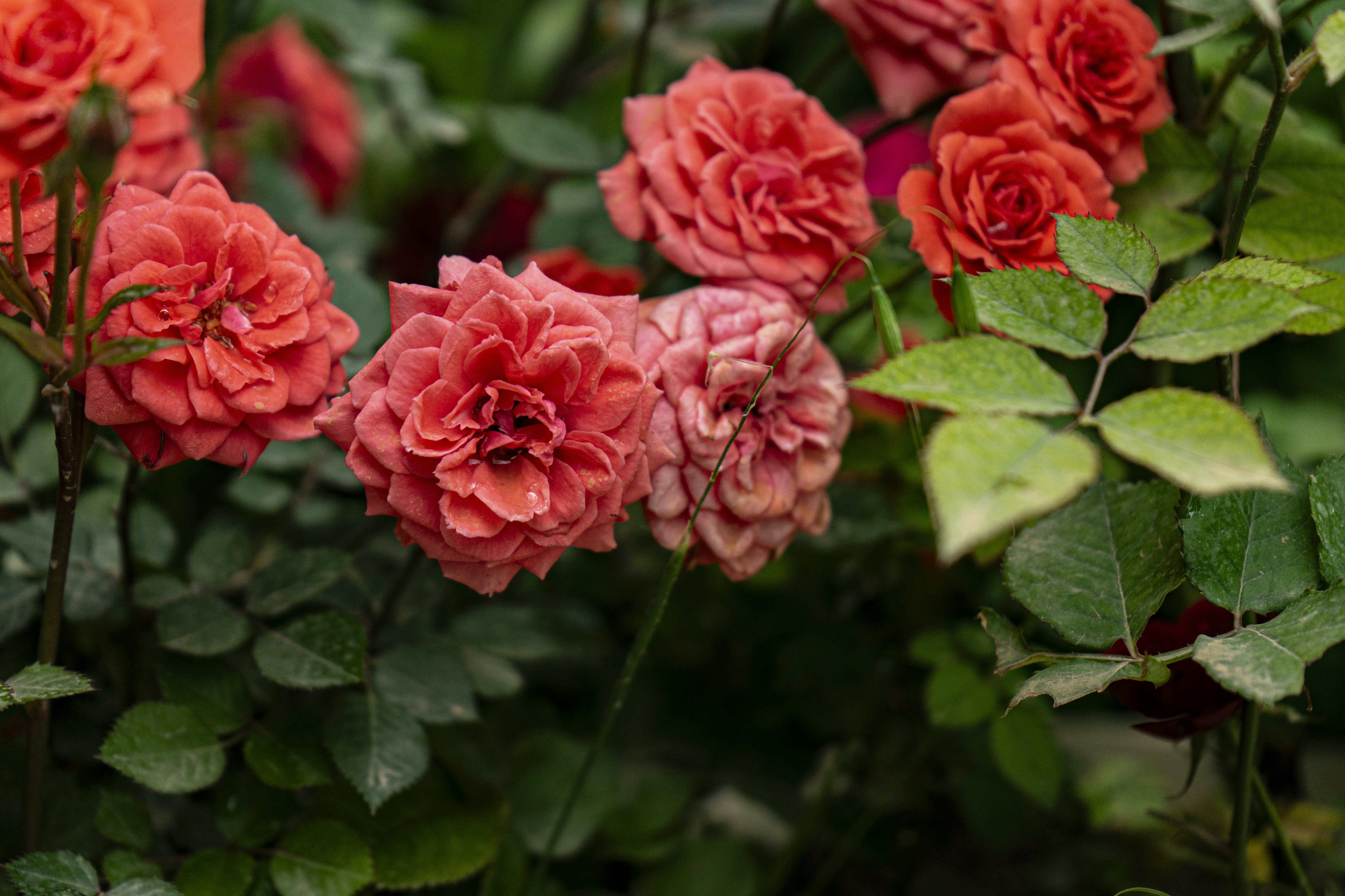 Crimson Roses in Deep Green: A Quiet Garden Moment