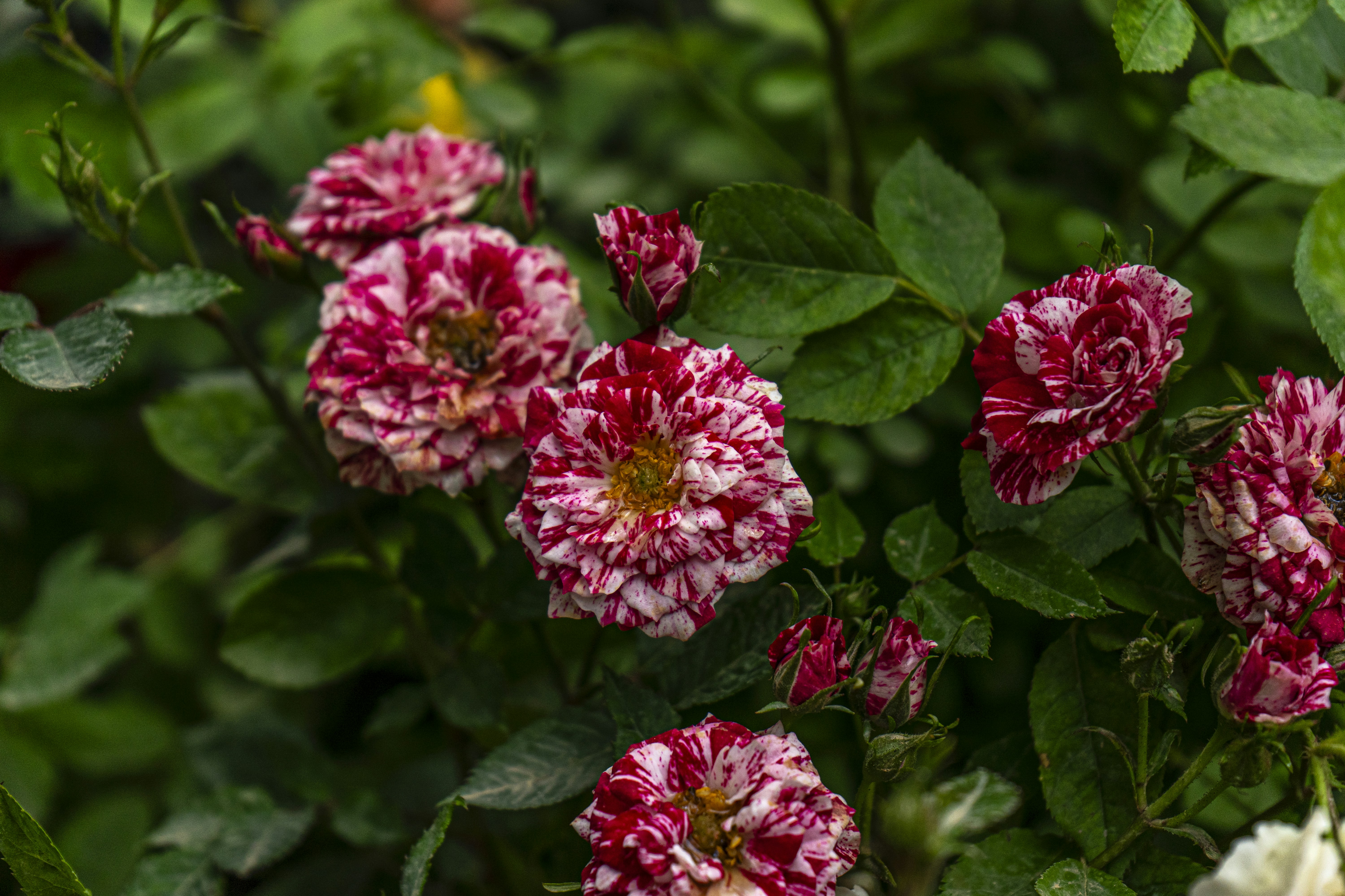 Petalled Rosettes in a Quiet Rose Bed