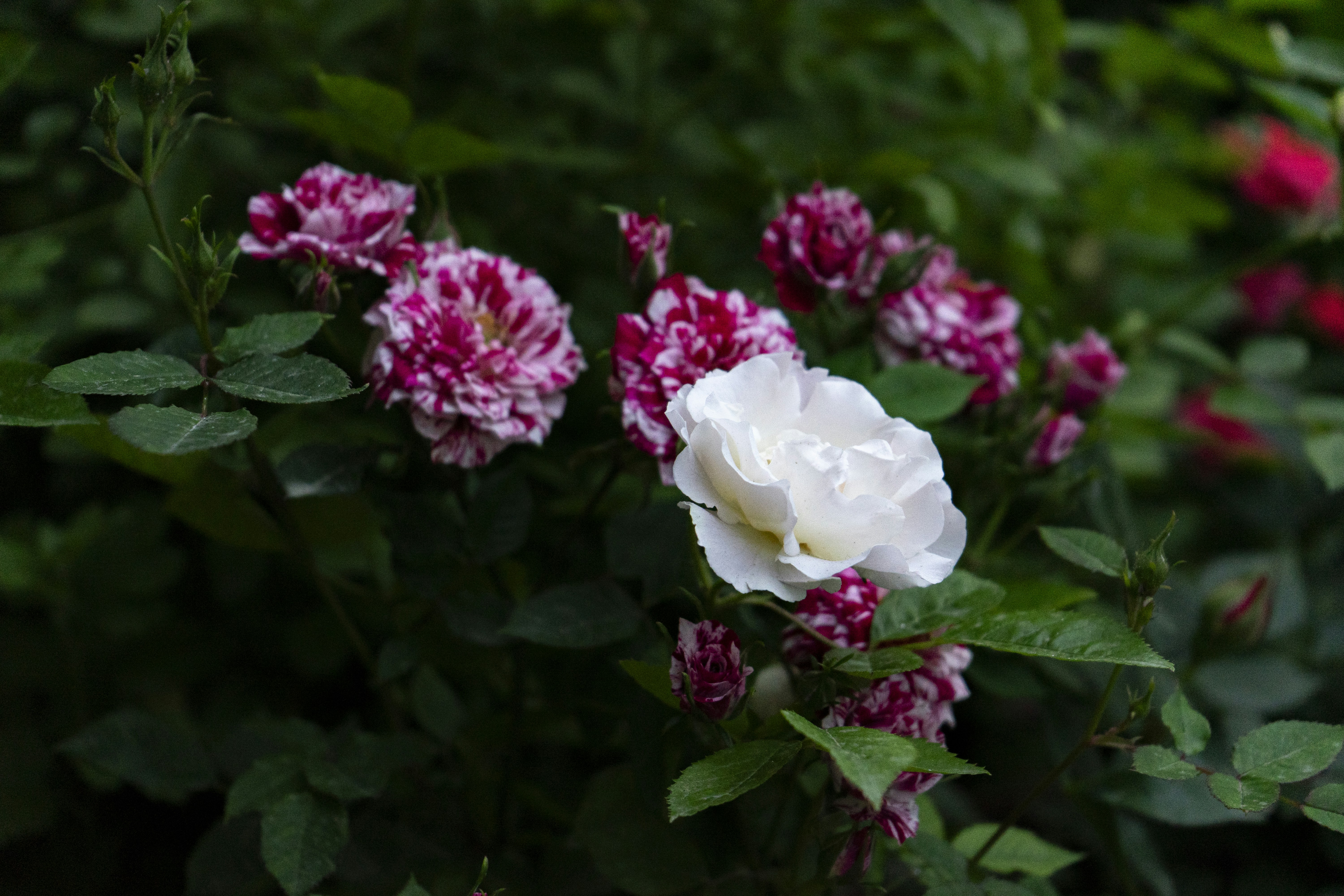 White Rose in a Kiss of Petal Pink