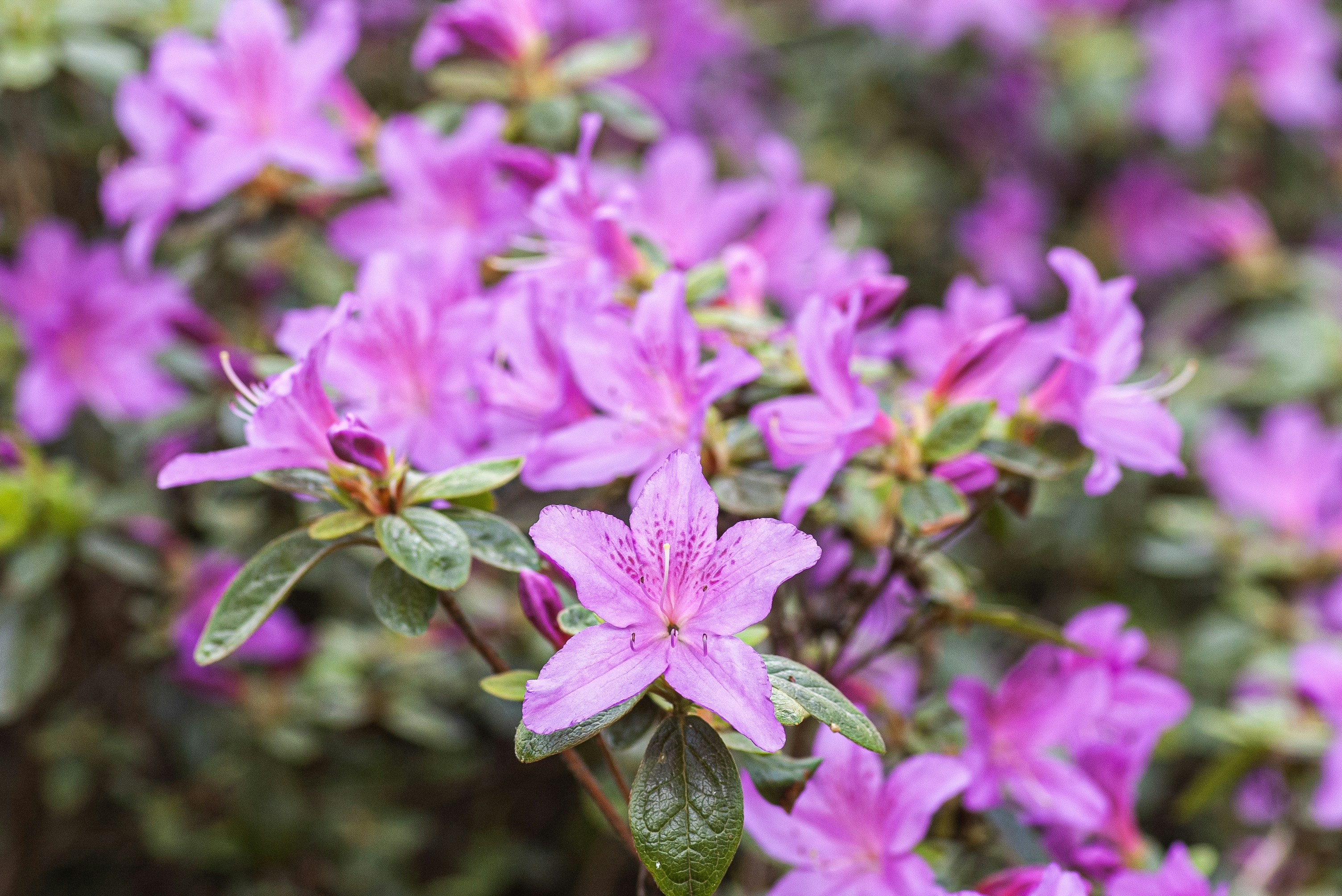 Pink Azalea Burst: Close-Up of a Flowering Thicket