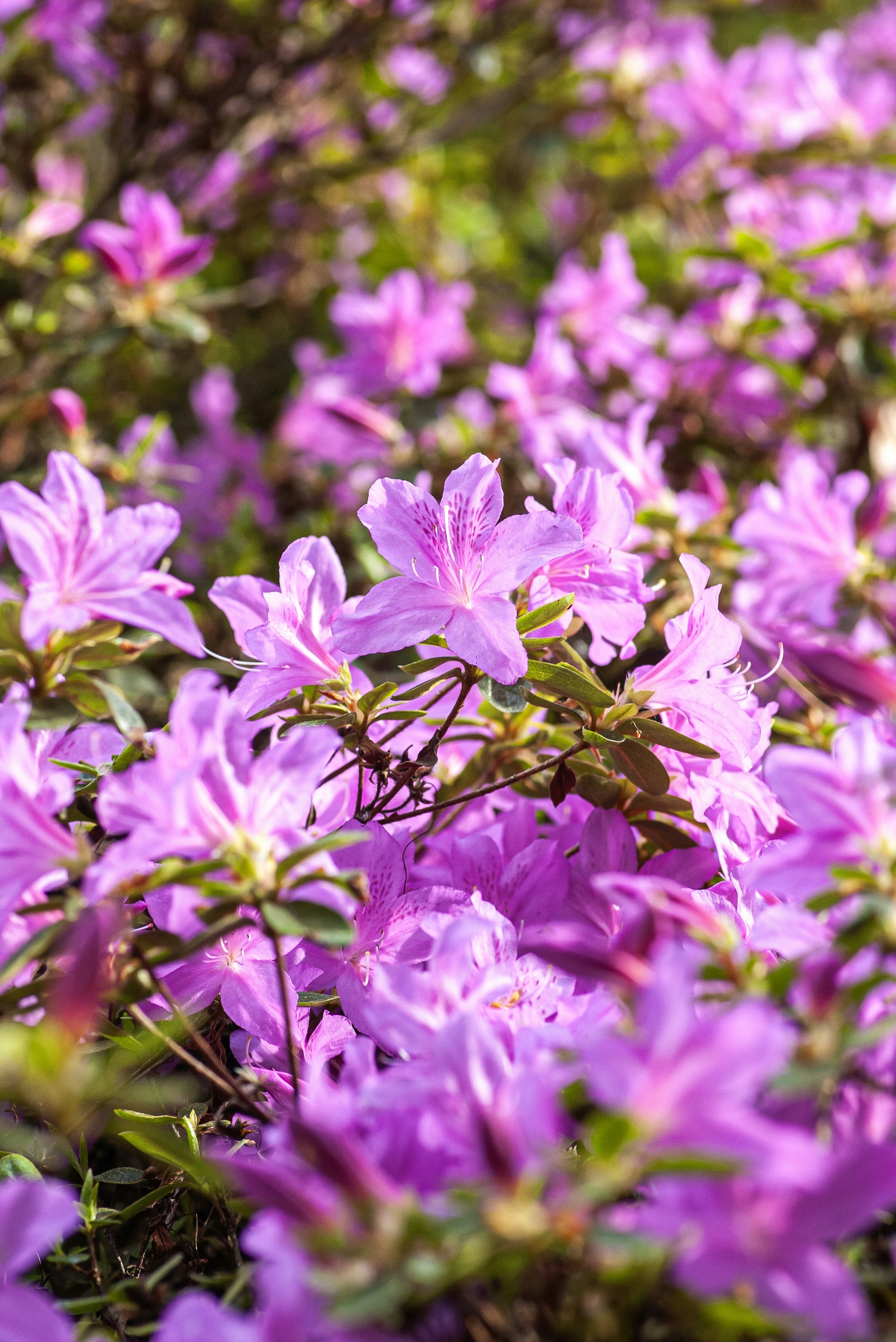 Petals in a Sea of Pink: A Closer Look at Spring Azalea Bloom