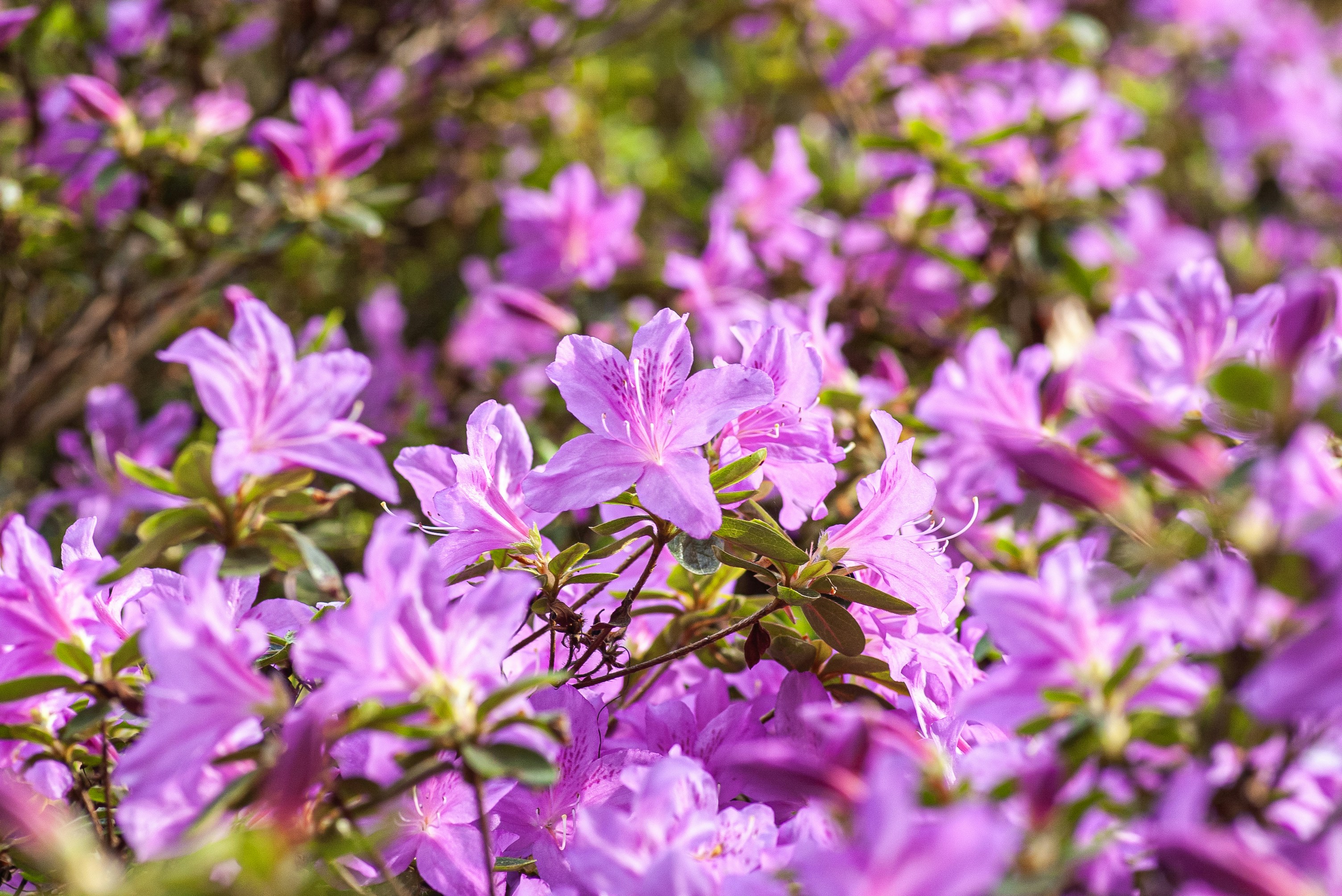 Blossoms in Focus: A Burst of Pink in Springtime