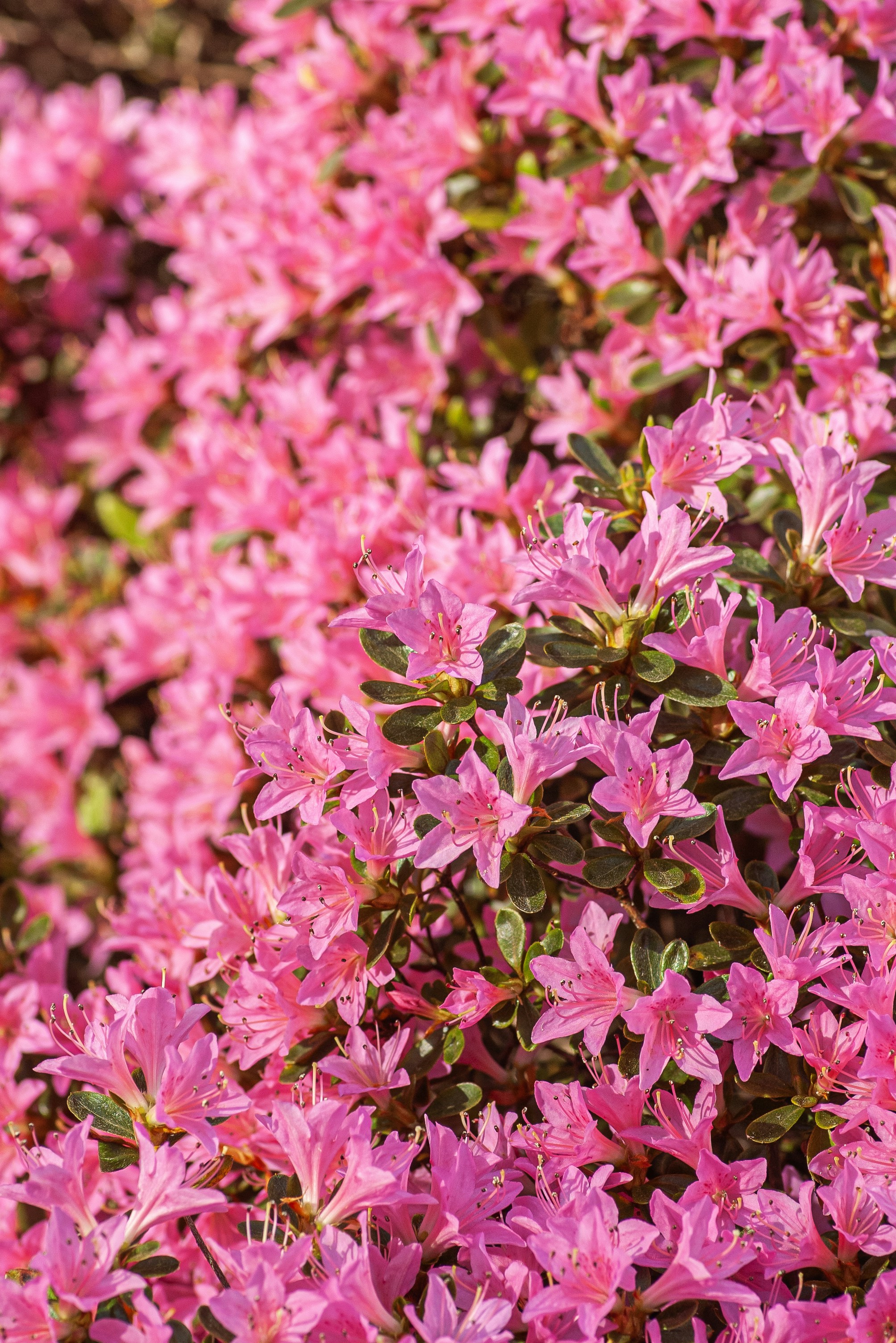 Pink Petal Cascade: A Sea of Azaleas in Full Bloom