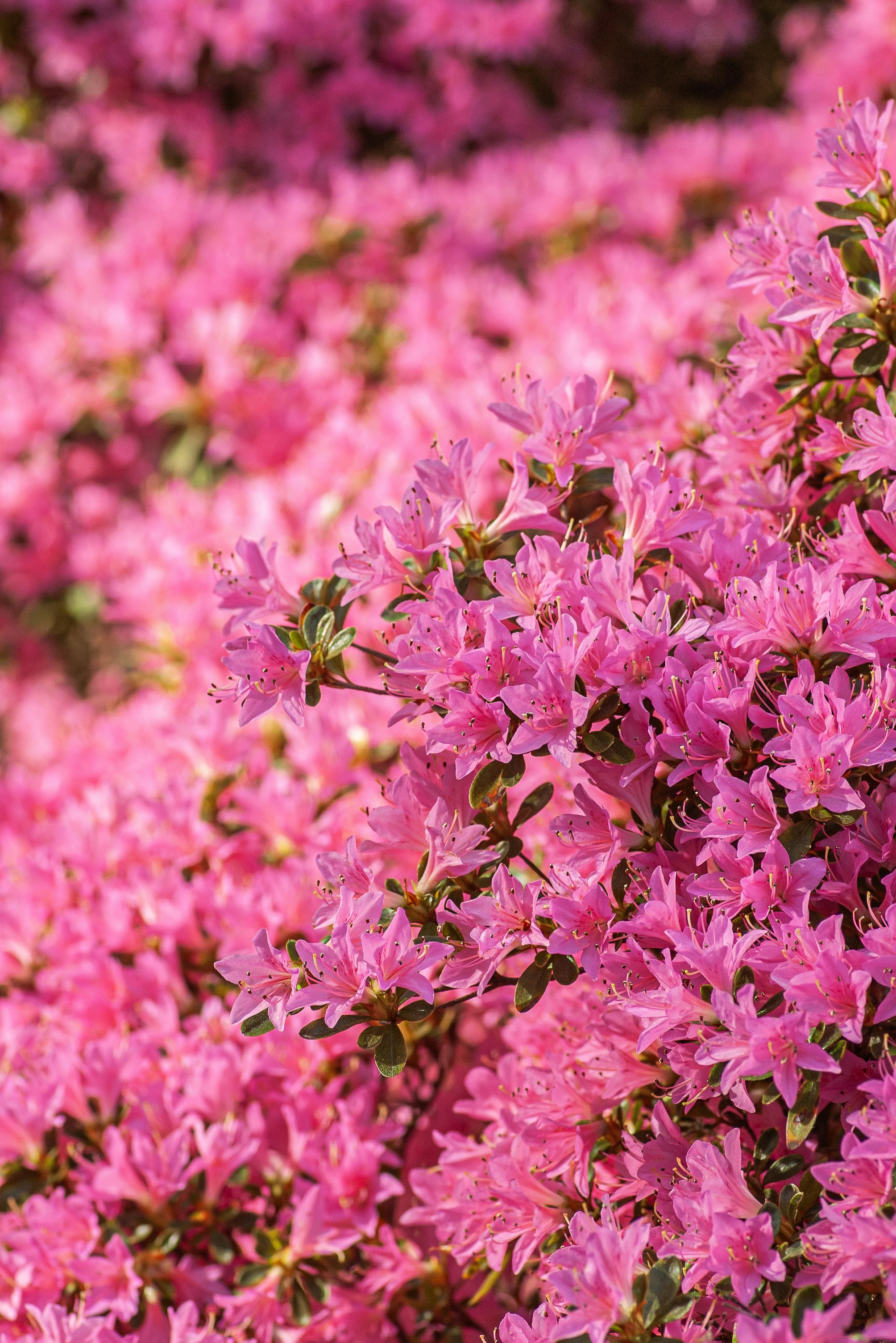 Verdant Pink Bloom: A Sea of Azaleas