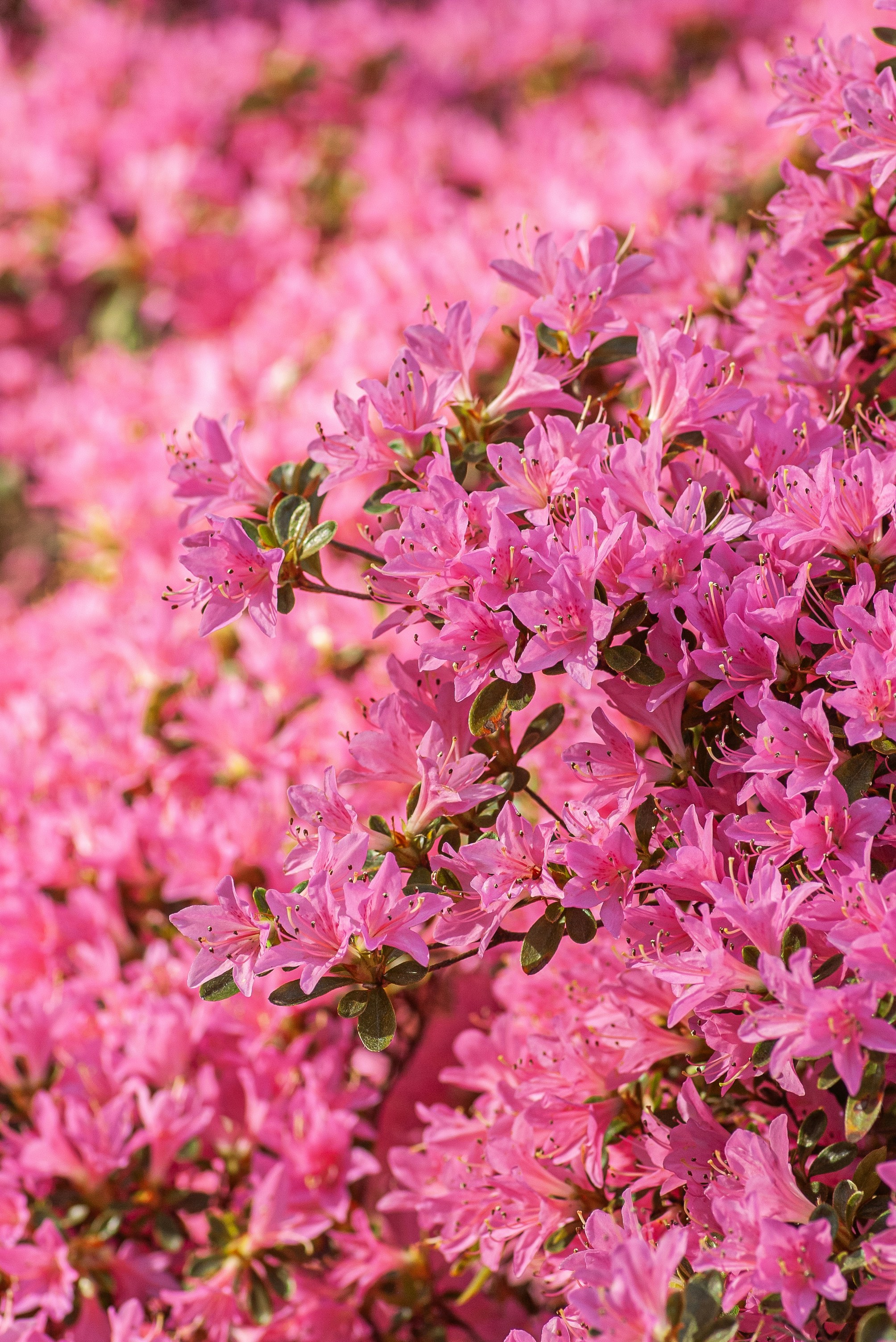 Pink Azalea Whisper: A Burst of Fuchsia in Spring Light
