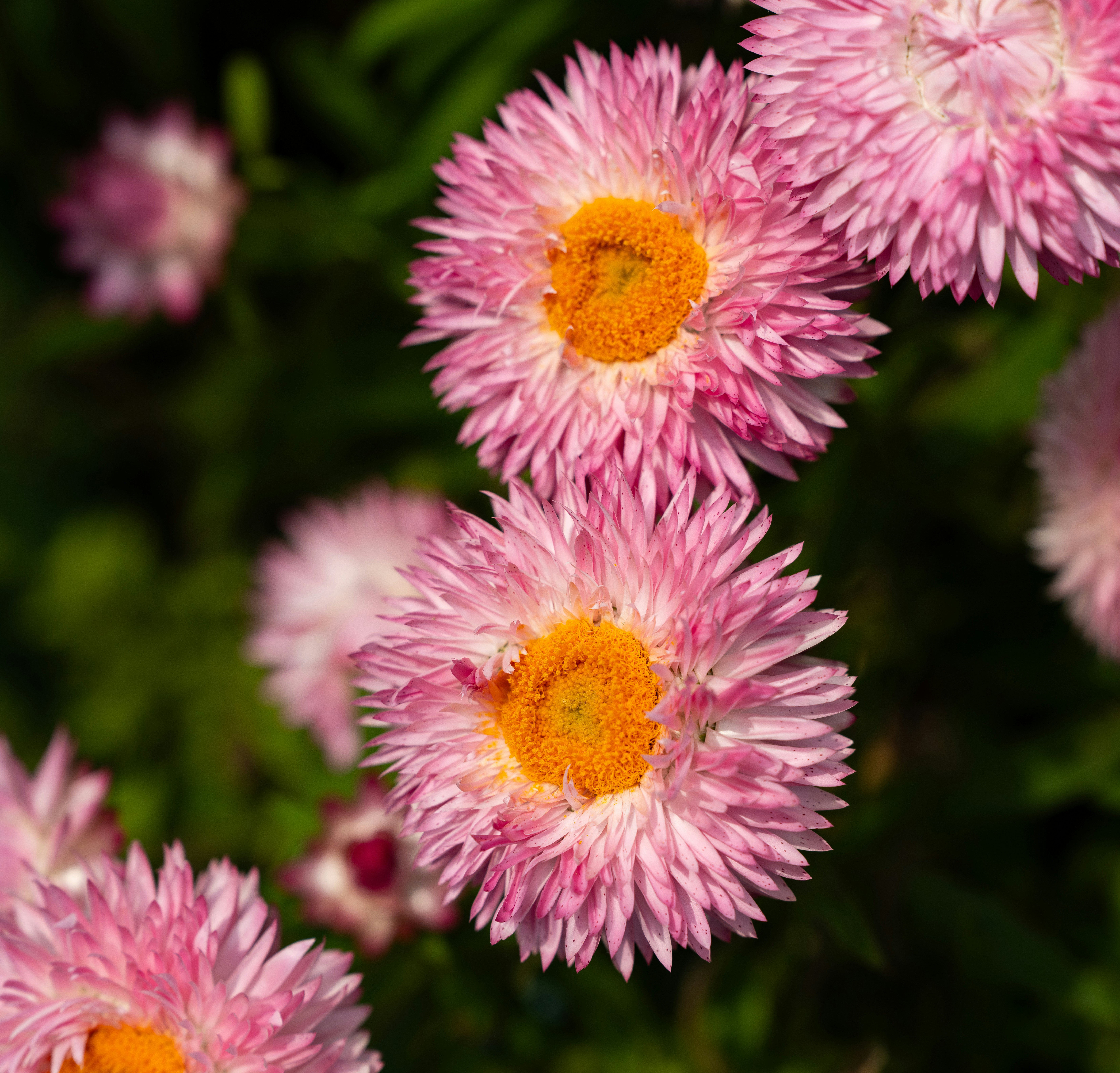 Pink Crown of Dawn: A Cluster of Peony-like Florals in Focus