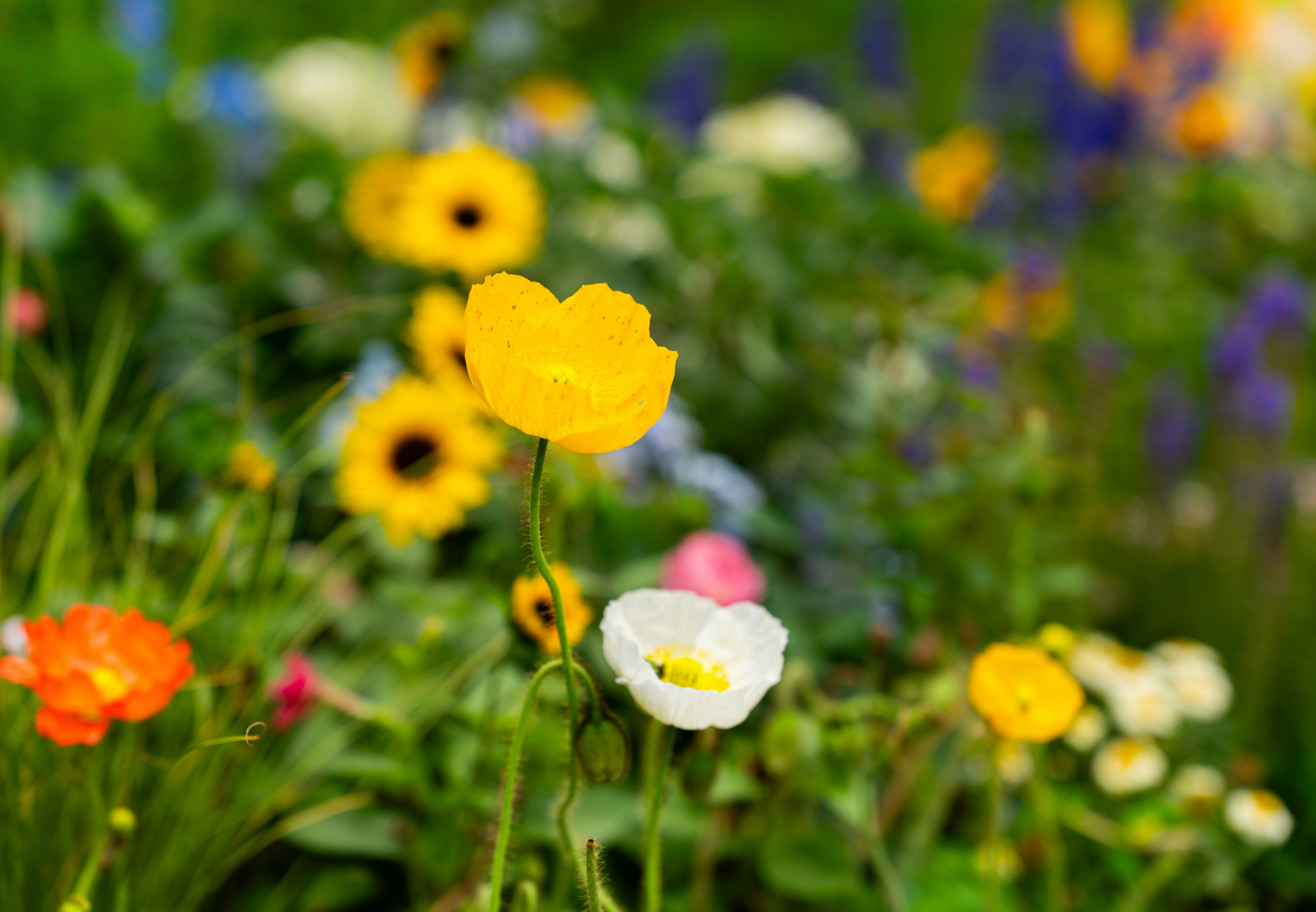 Sunlit Poppy Amid a Meadow of Bouquet Colors