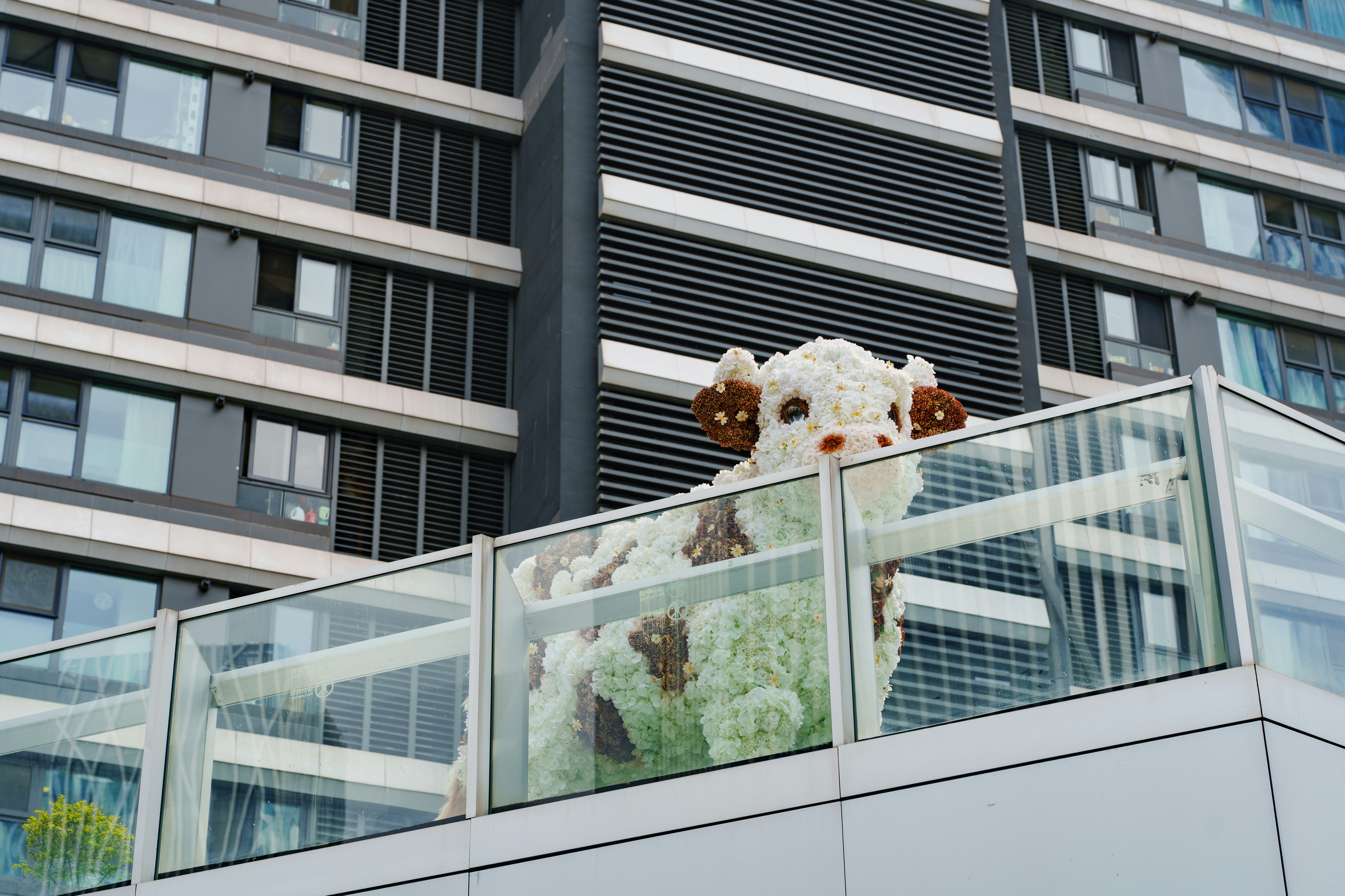 Cow on the Balcony: A Whimsical Rooftop Guest Peering Over Glass