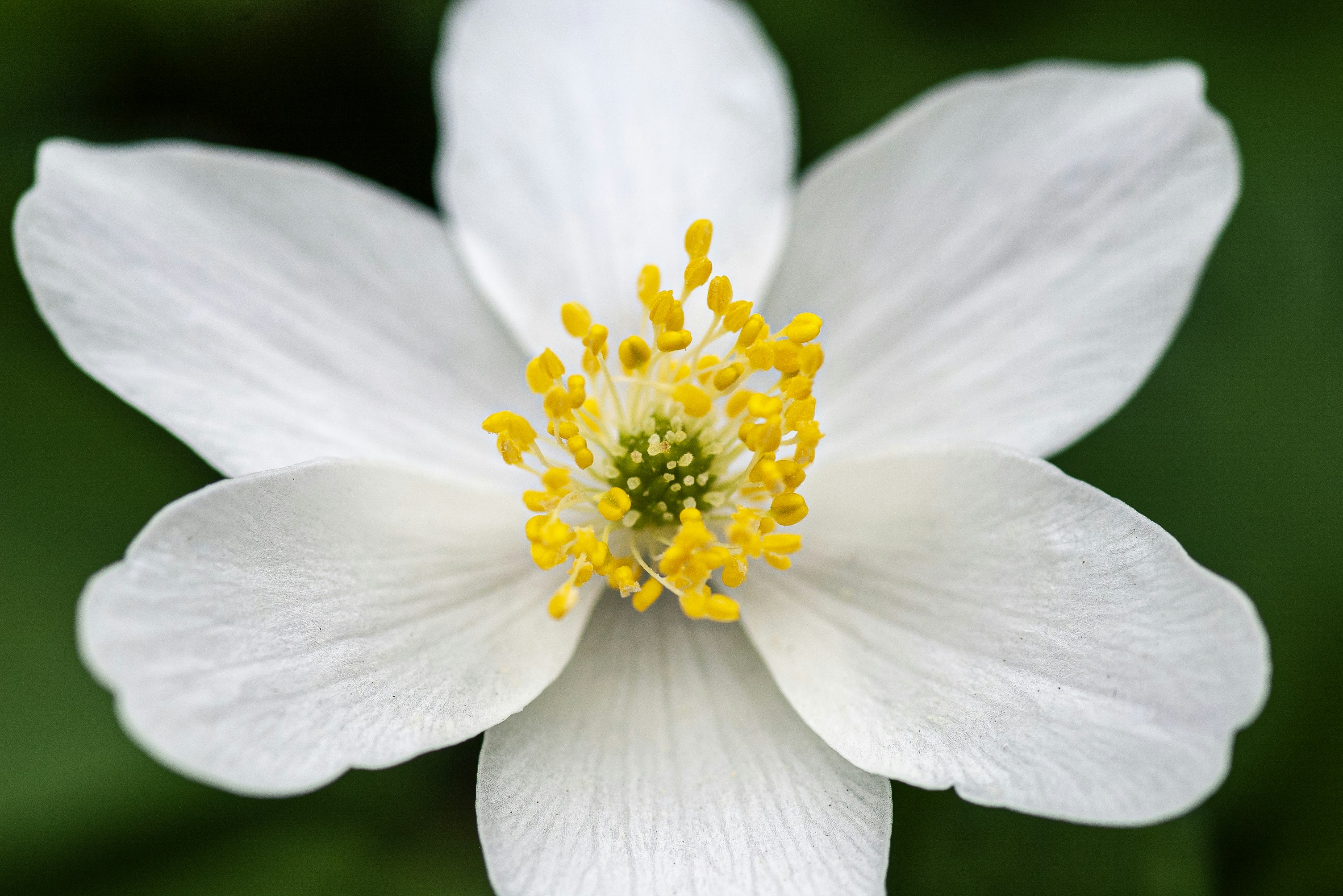 Center Stage: White Anemone Bloom Rooted in Crisp Green