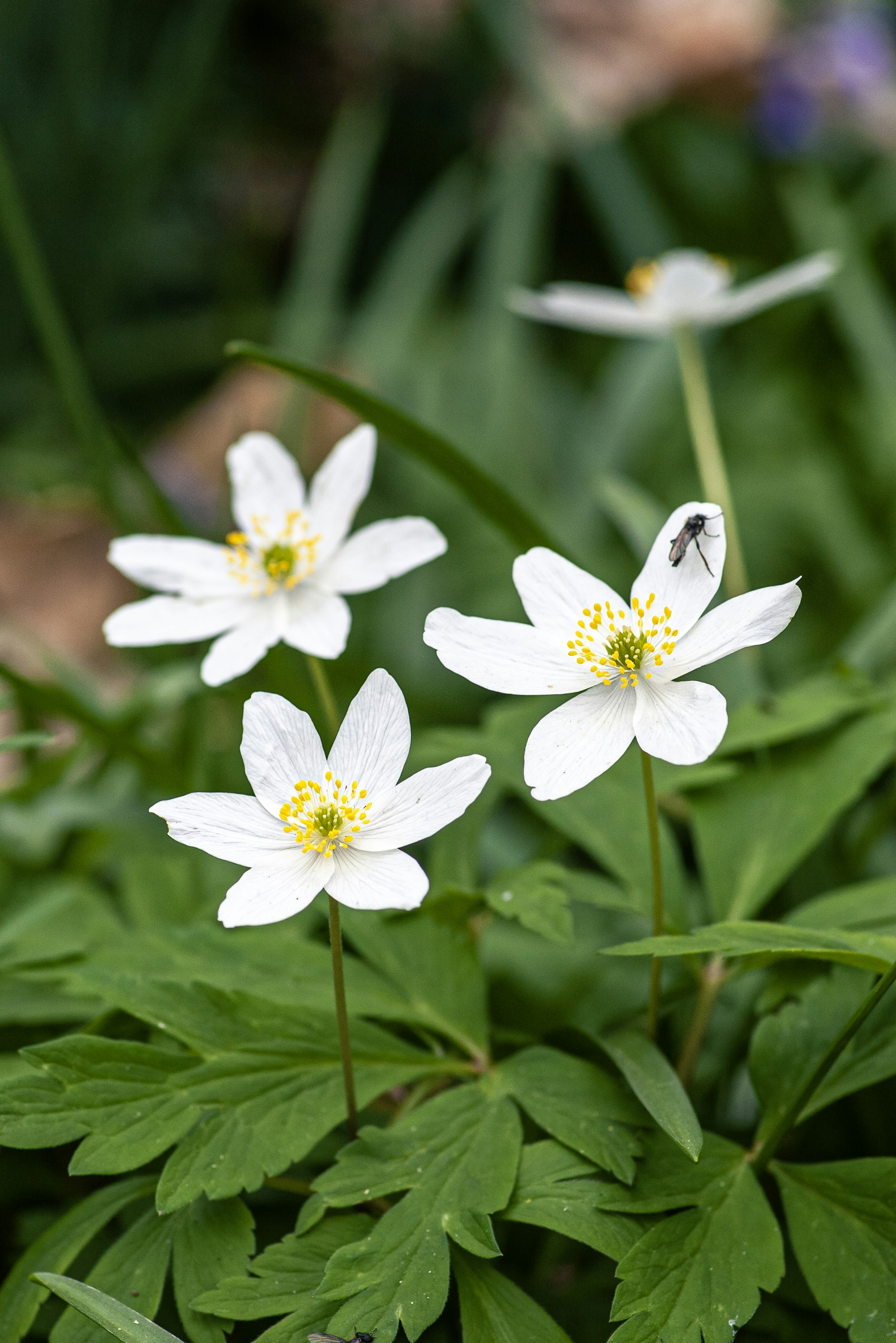 Three White Anemone Blossoms with a Hovering Fly