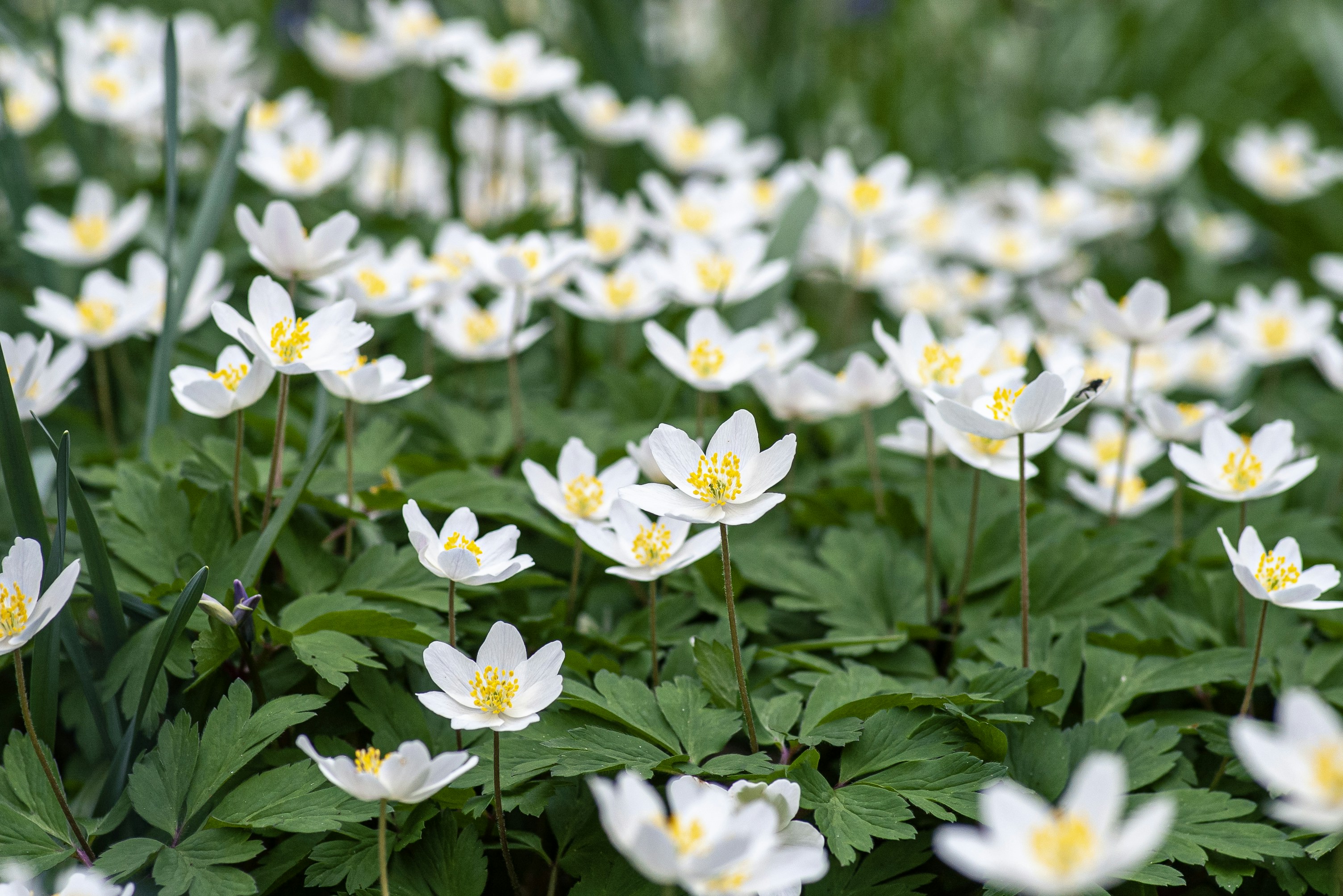 Sunlit White Anemones: a carpet of petals and emerald leaves