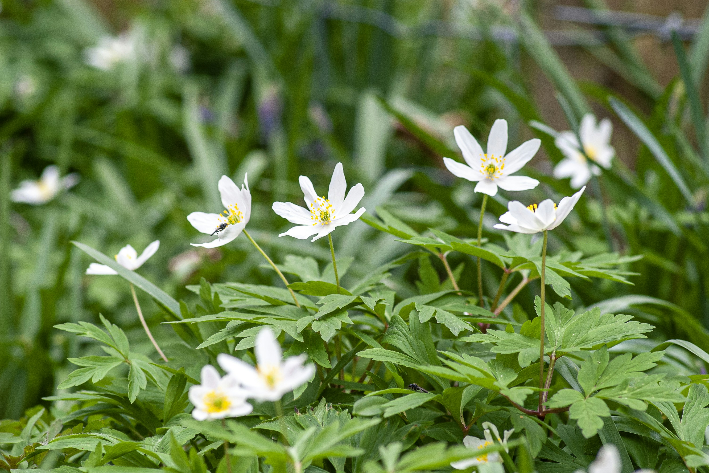 White anemones glint among emerald leaves in a sunlit garden