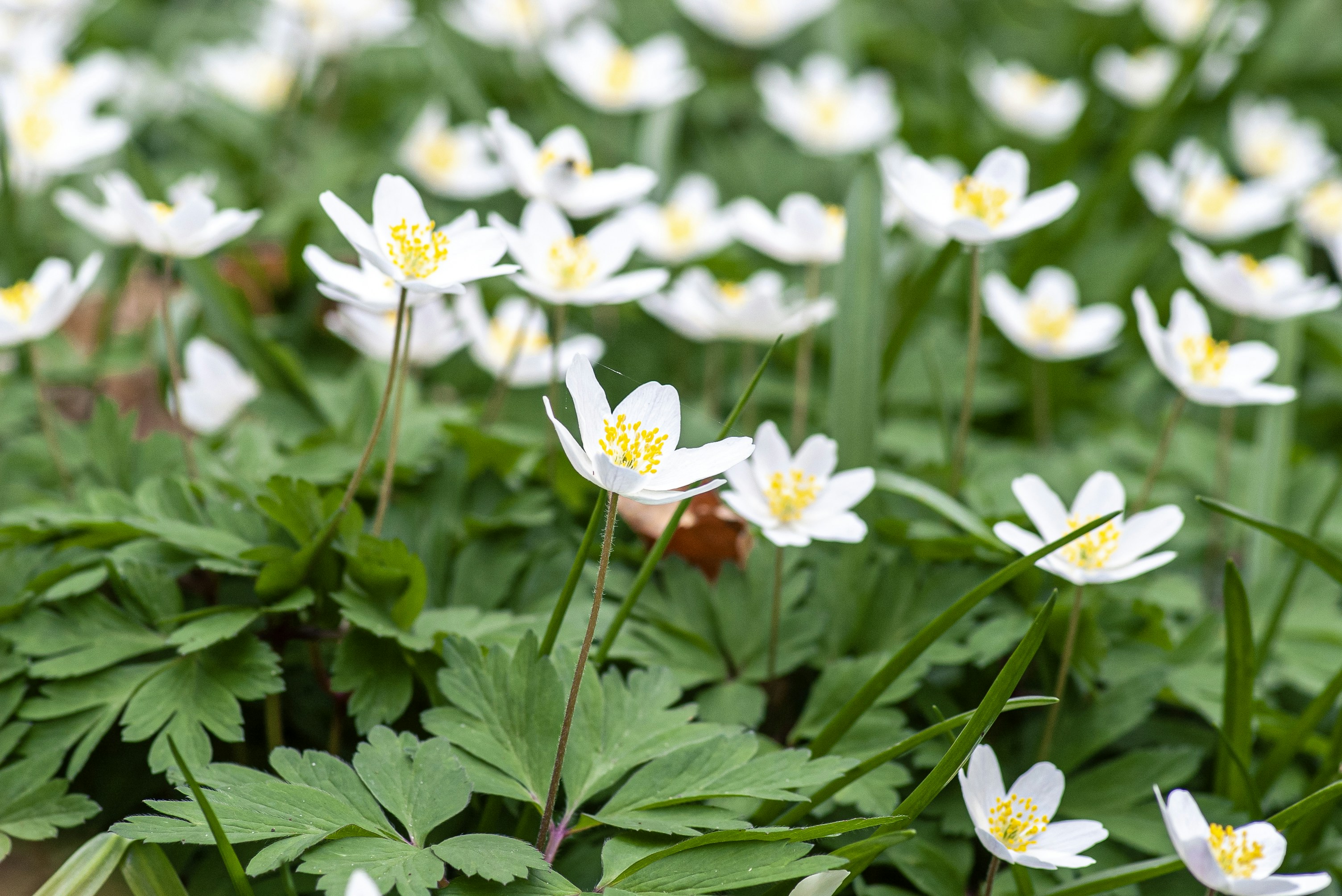 White anemones in a sunlit green carpet