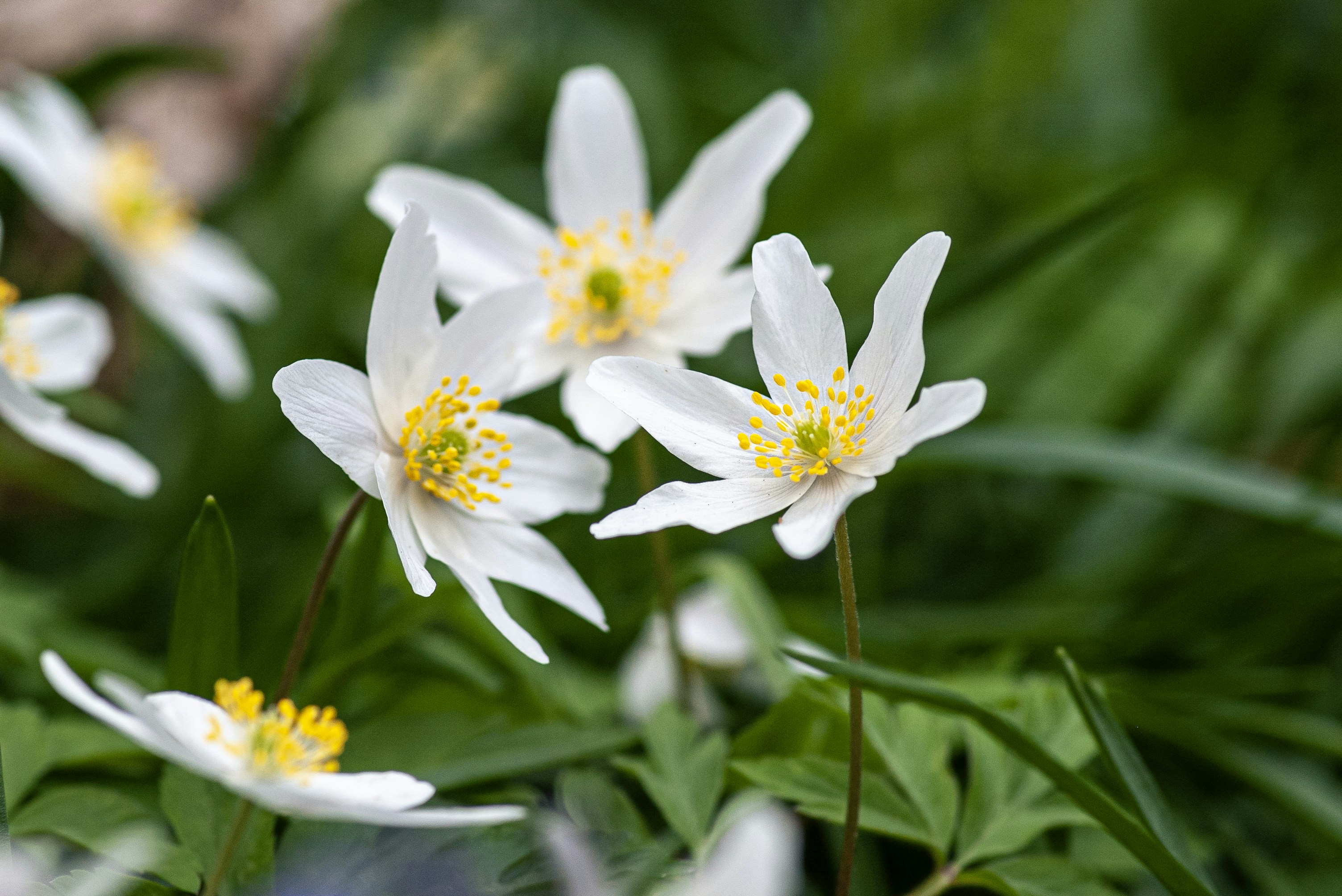 Delicate White Florals in Bright Meadow
