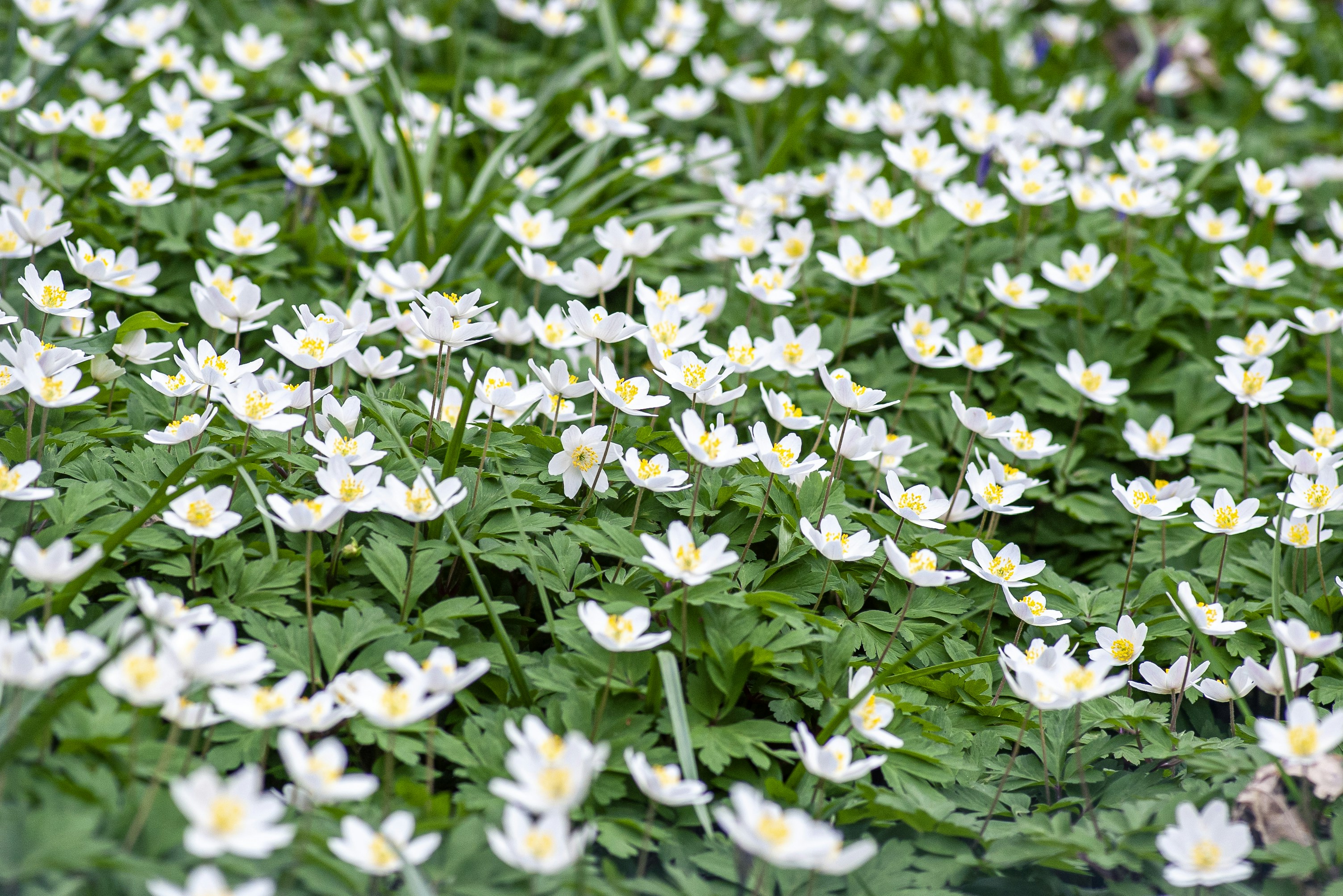 White daisies carpet the meadow in morning light