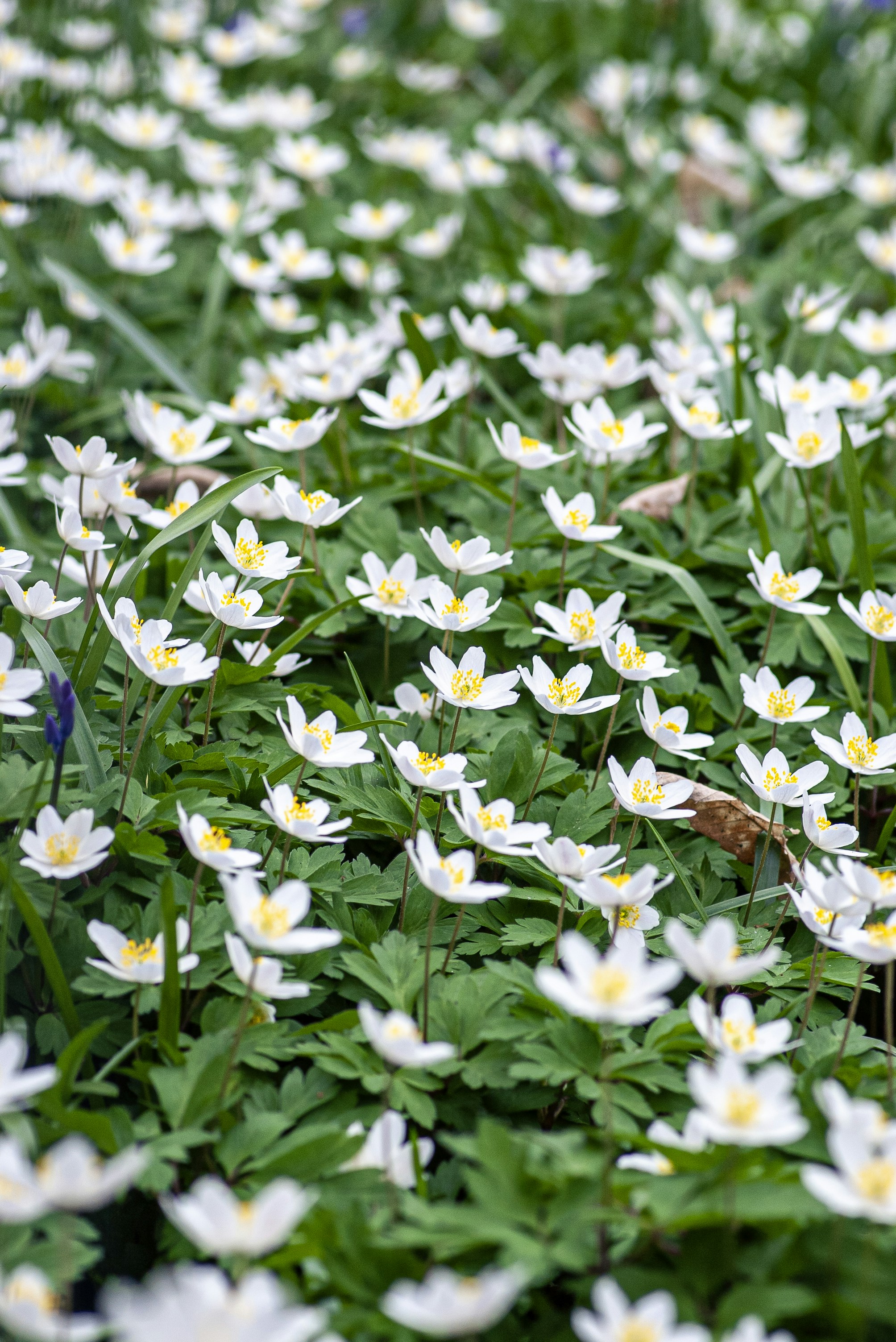 Field of White Daisies: A Soft-Focused Meadow in Bloom