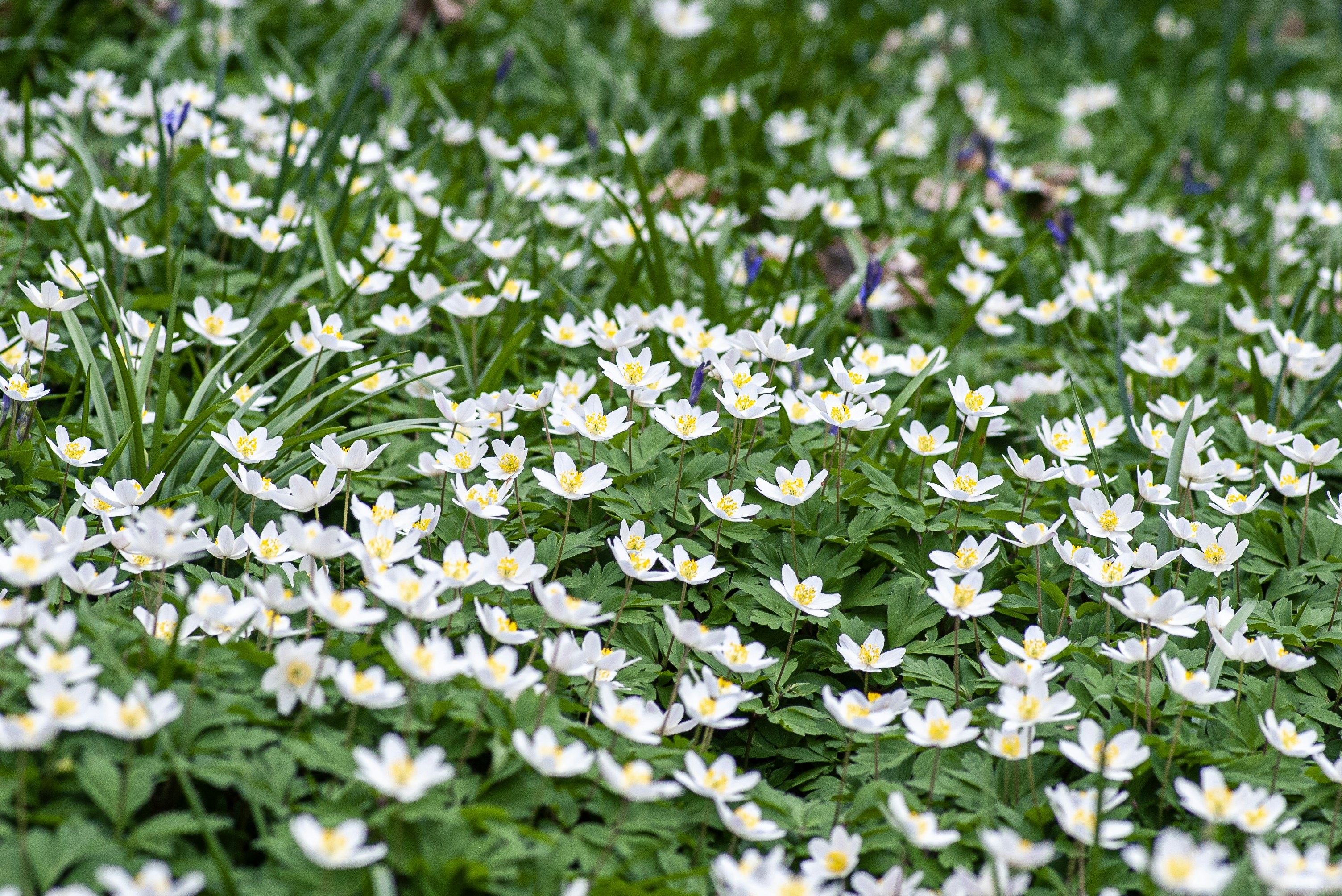 Daisy carpet under soft daylight