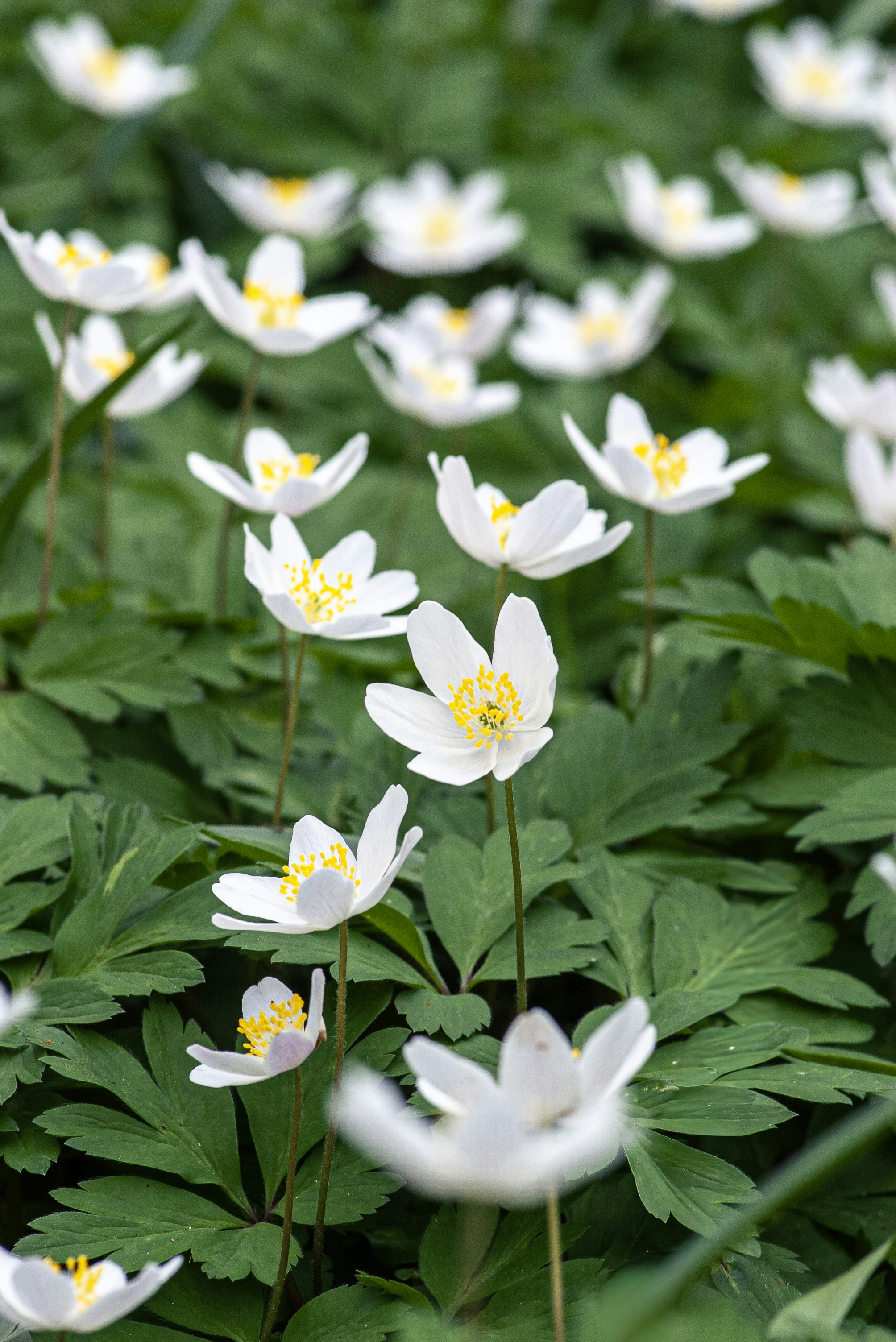 White Anemone Crown in a Sea of Green Leaves