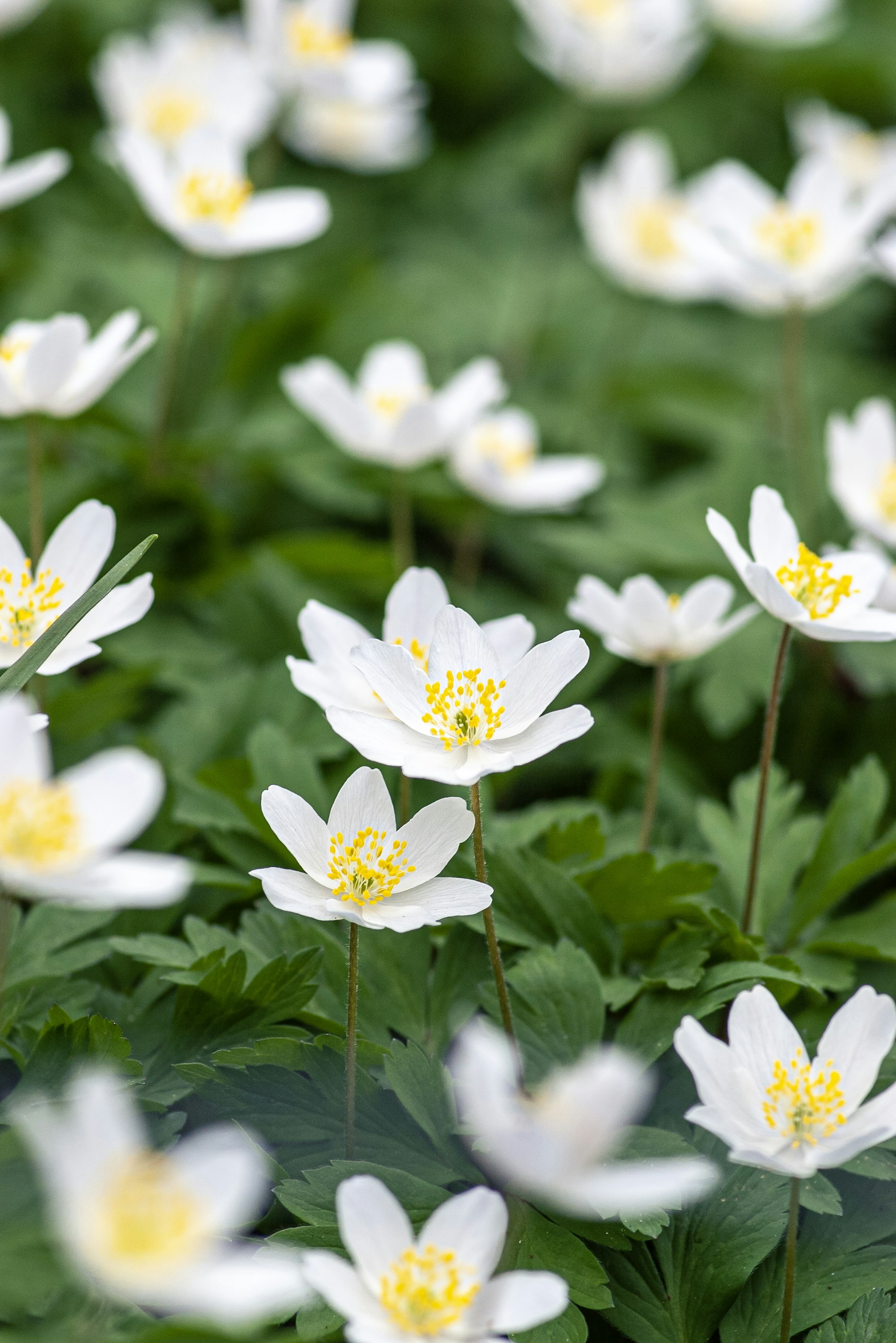White Anemone Field: Quiet Blooms in Soft Focus Green
