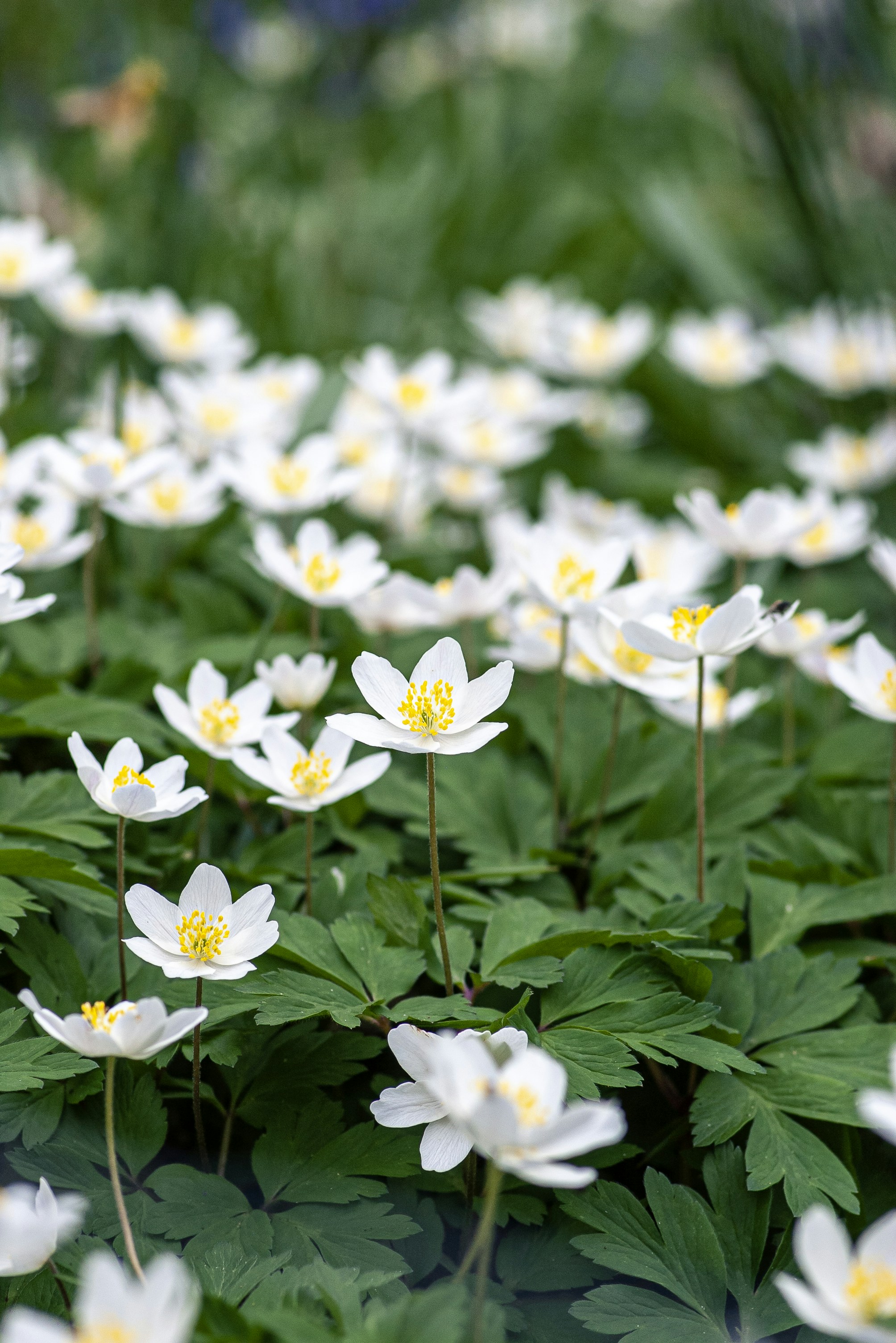 Field of White Anemones: Sunlit Corolla Amid Verdant Greens