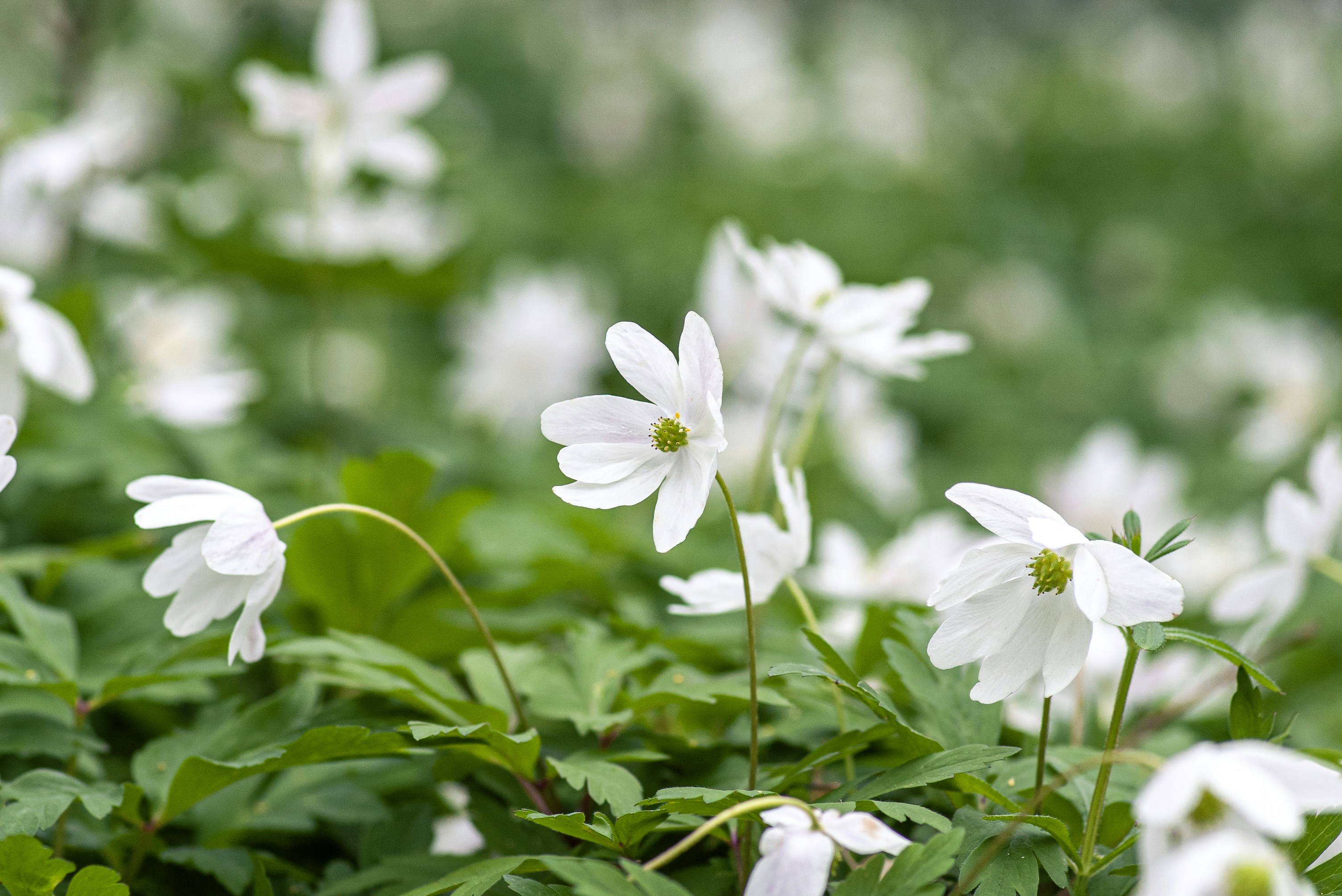 Whispers of White: Delicate Waldflower Ensemble