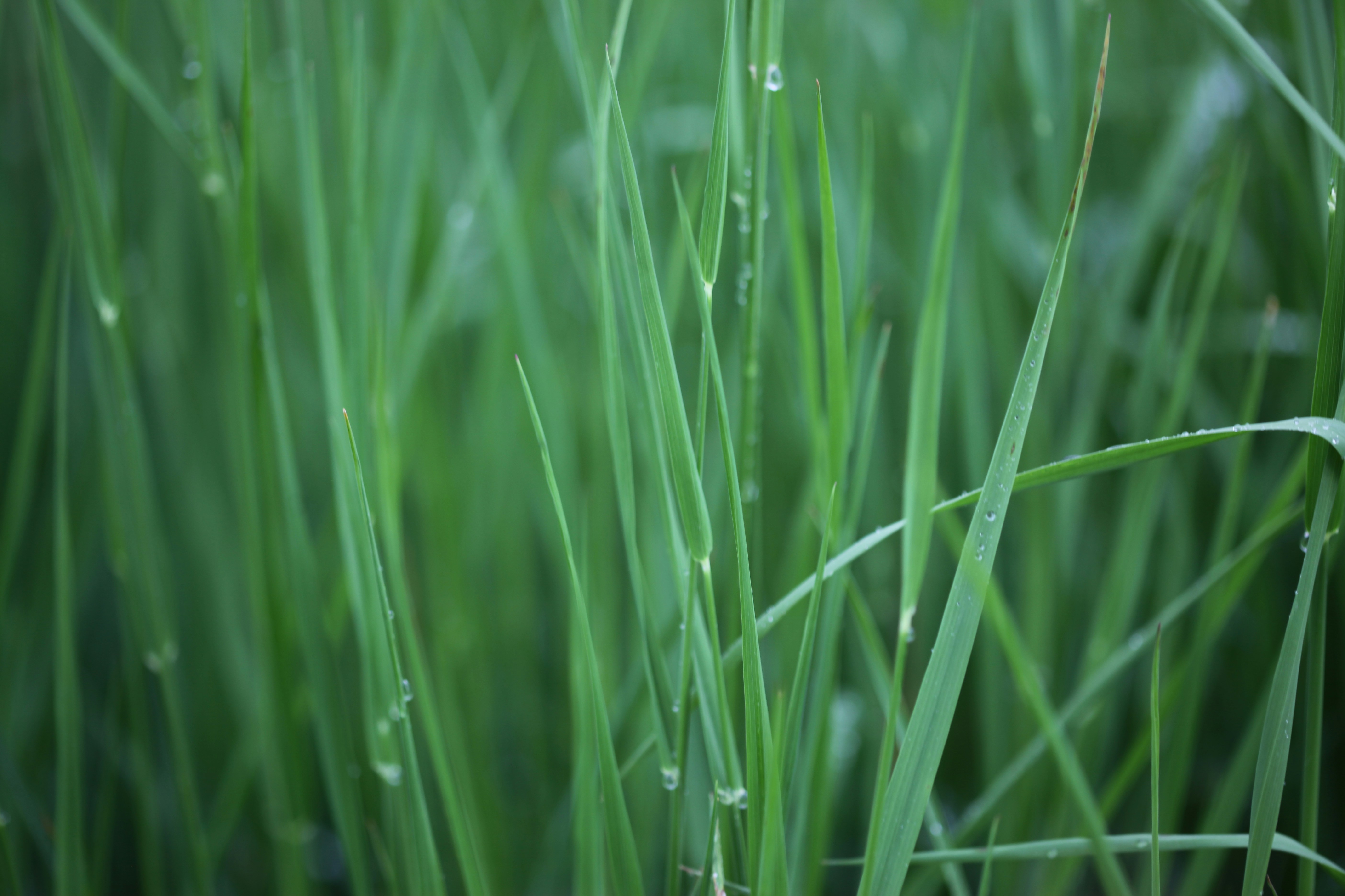 Emerald Quiet: Dew-Laced Grass in Close Focus