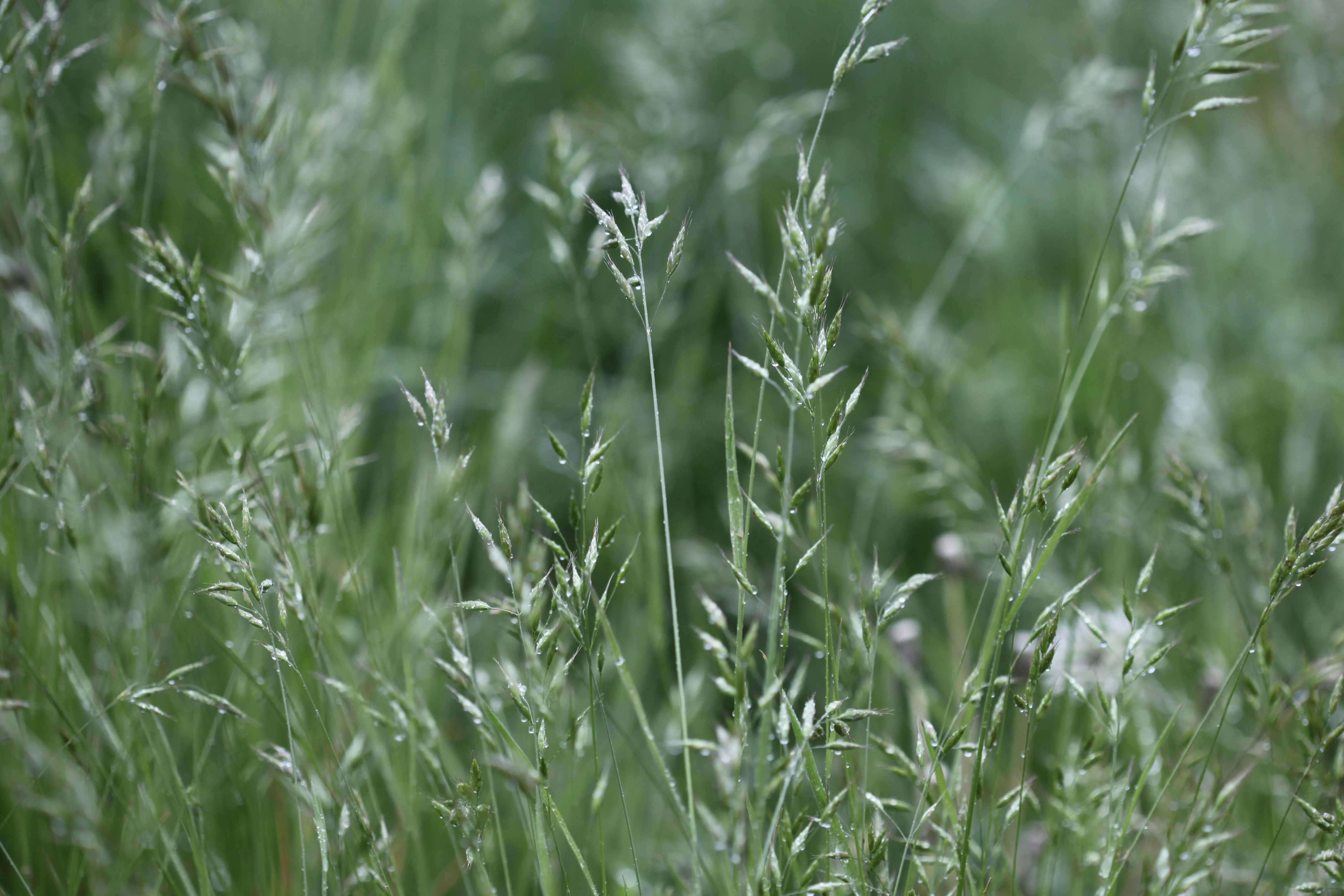 Emerald Threads: close-up of sunlit grass stalks in a soft breeze