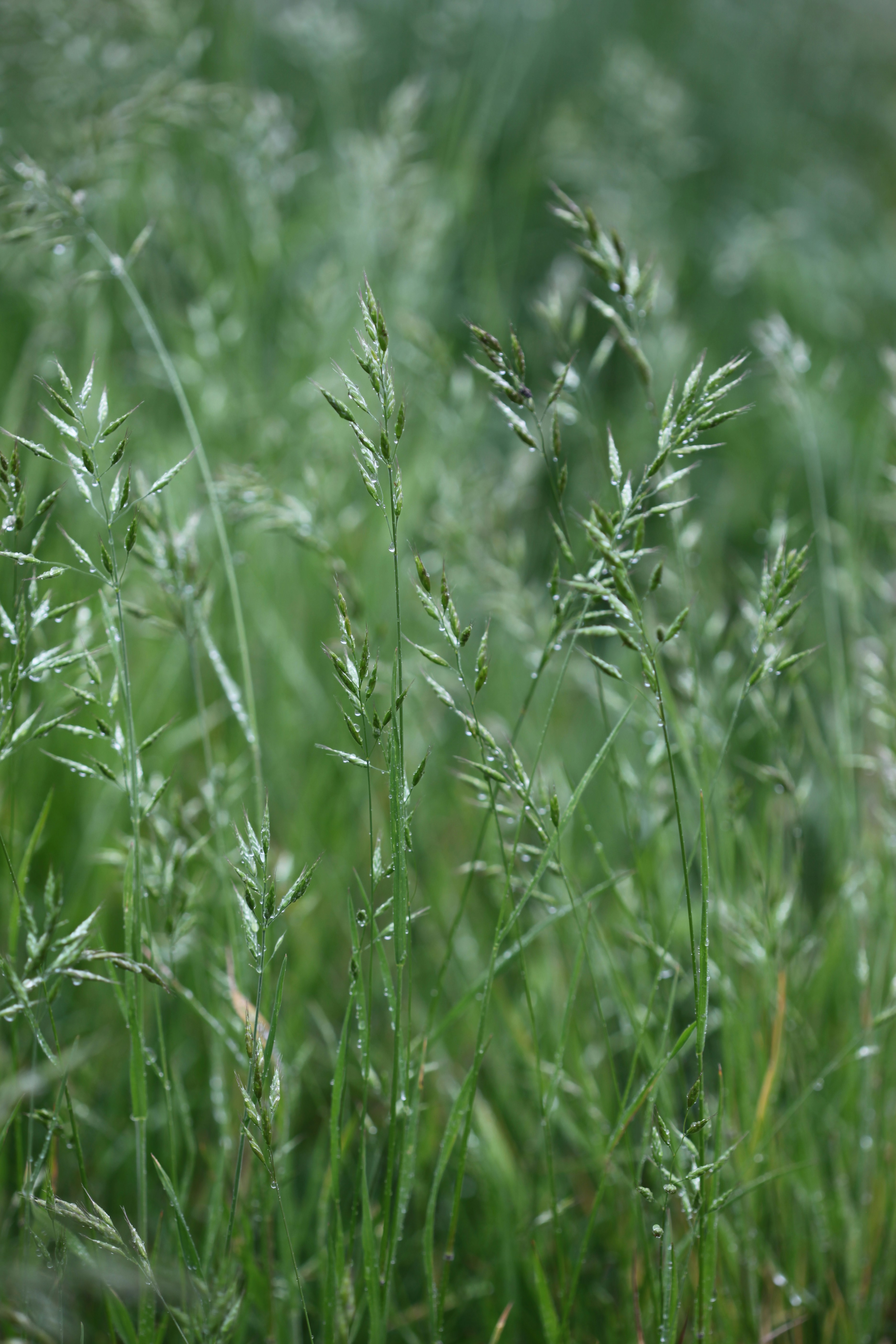 Whispers of Green: Close-Overlook into a Field of Grass