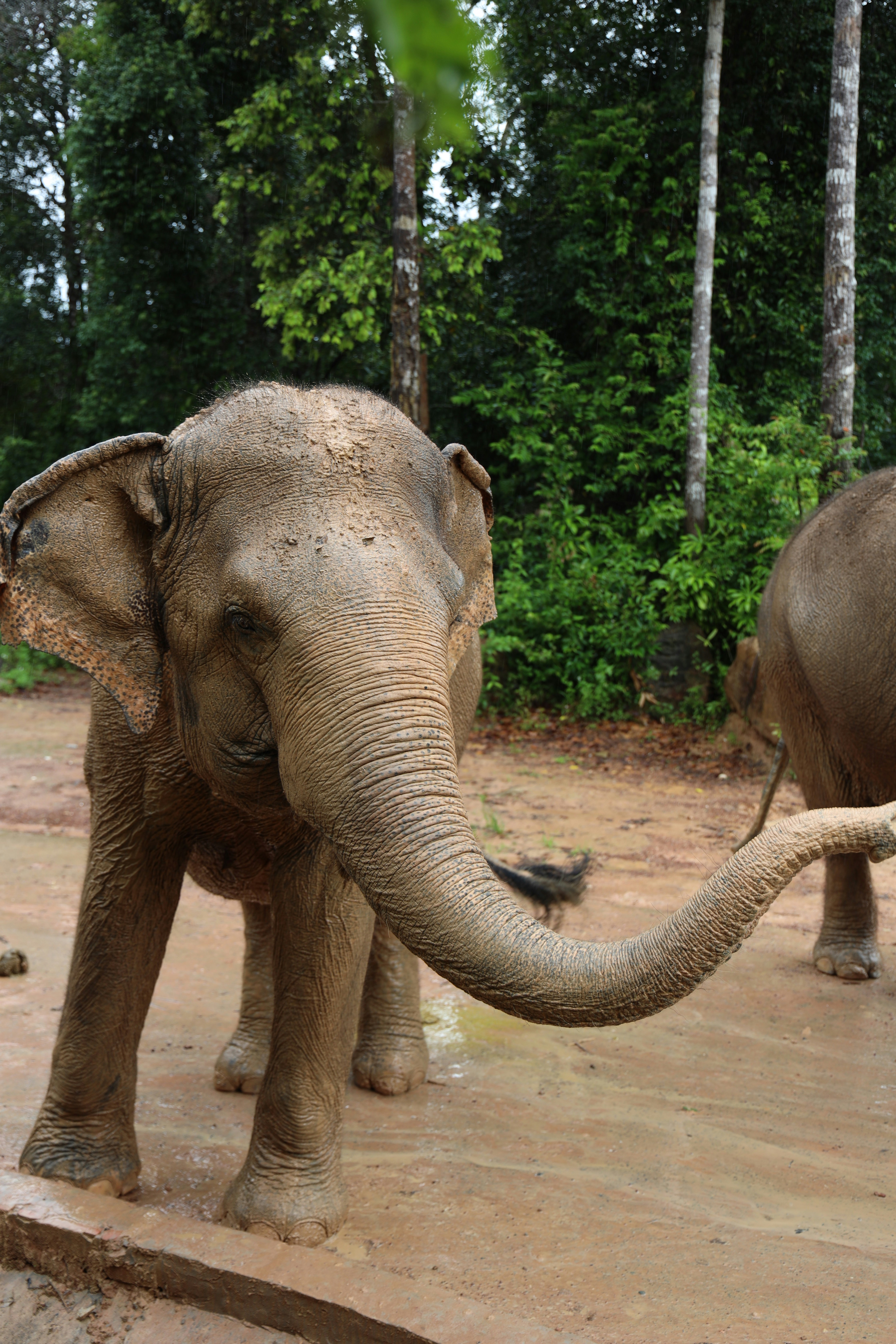 Gentle Giant's Trunk: A Close Encounter in Dawnlight