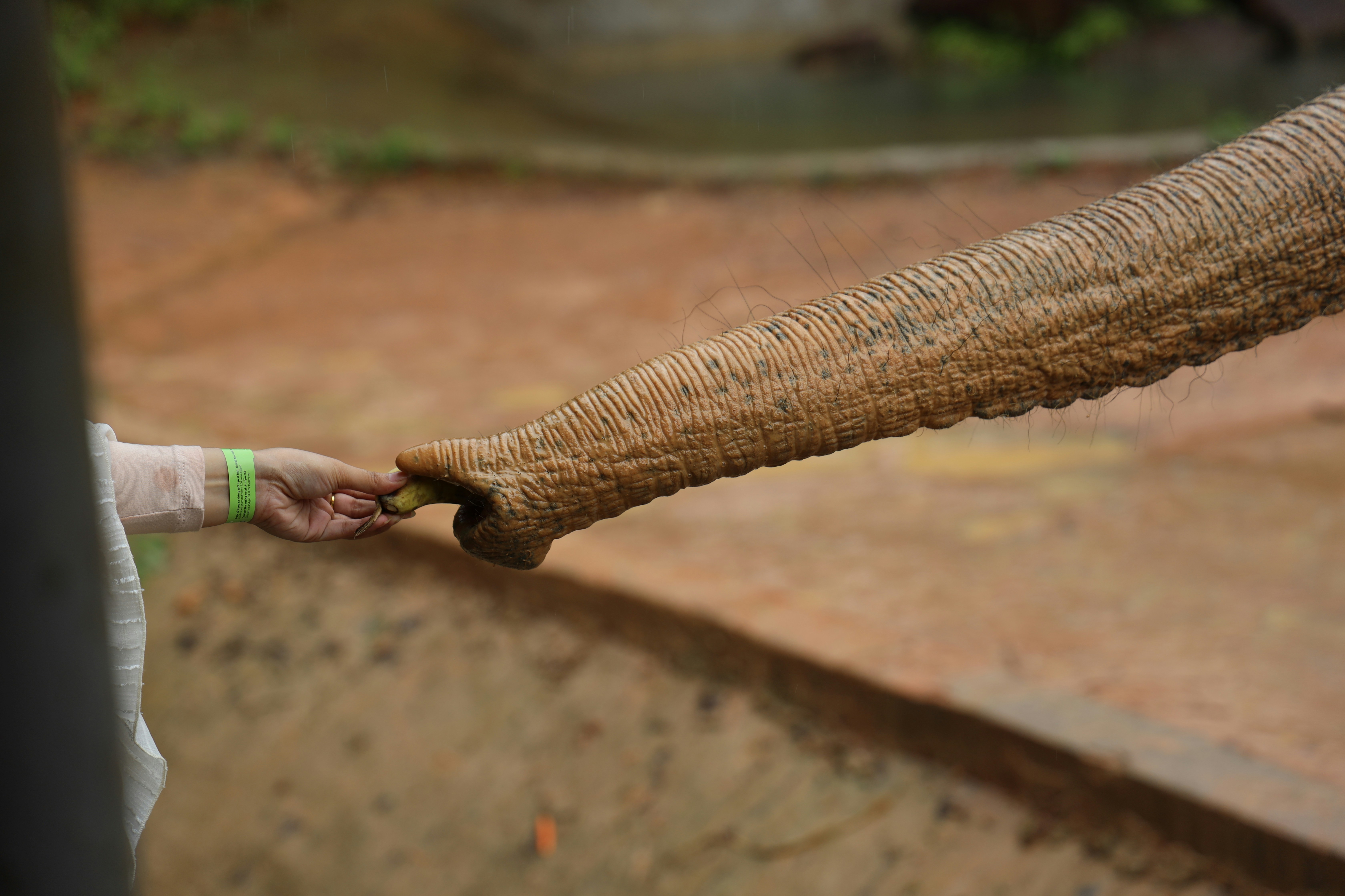 Long Reach: A Hand Grasping an Extended Trunk