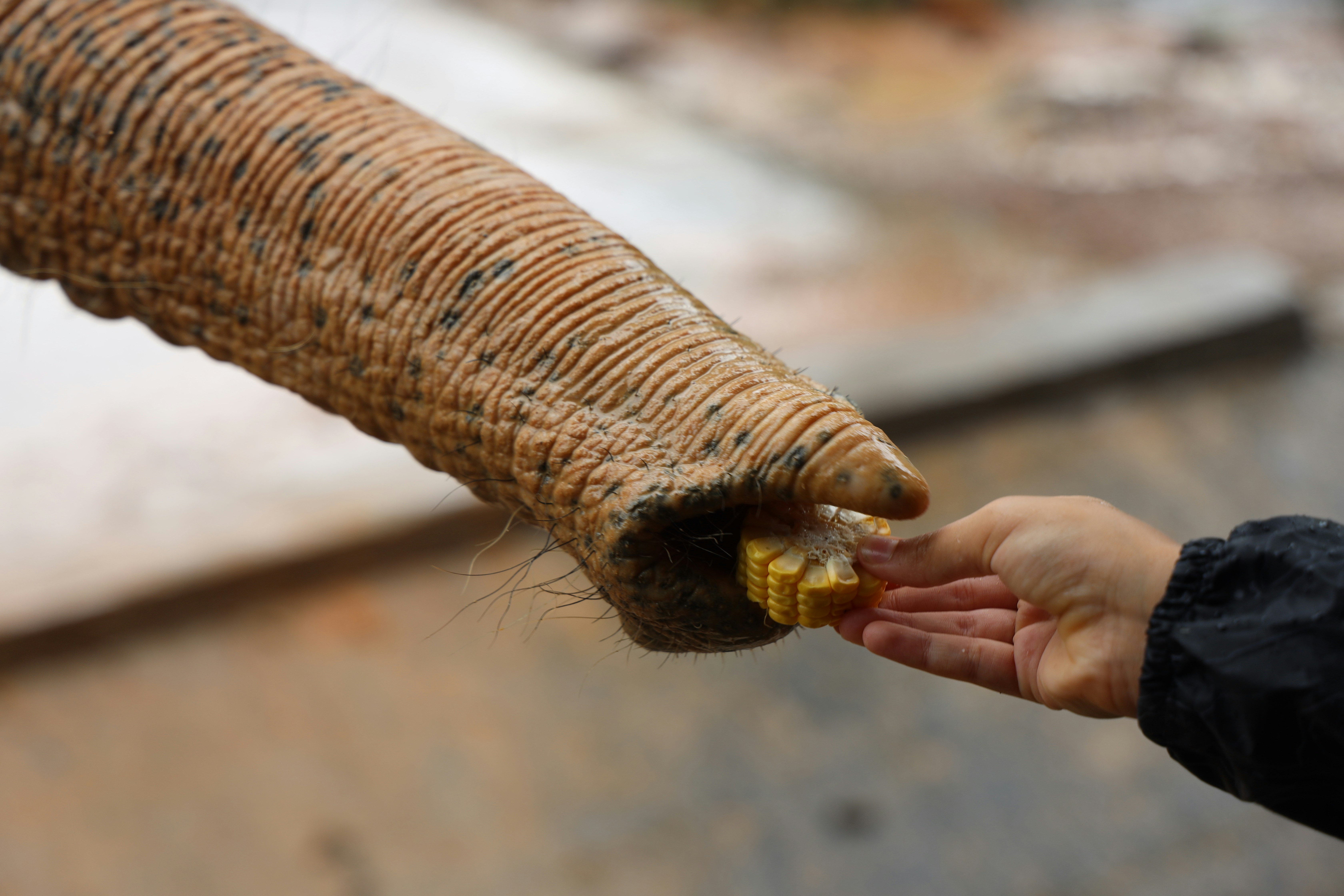 Offer of a Snack: A Gentle Exchange Between Trunk and Hand