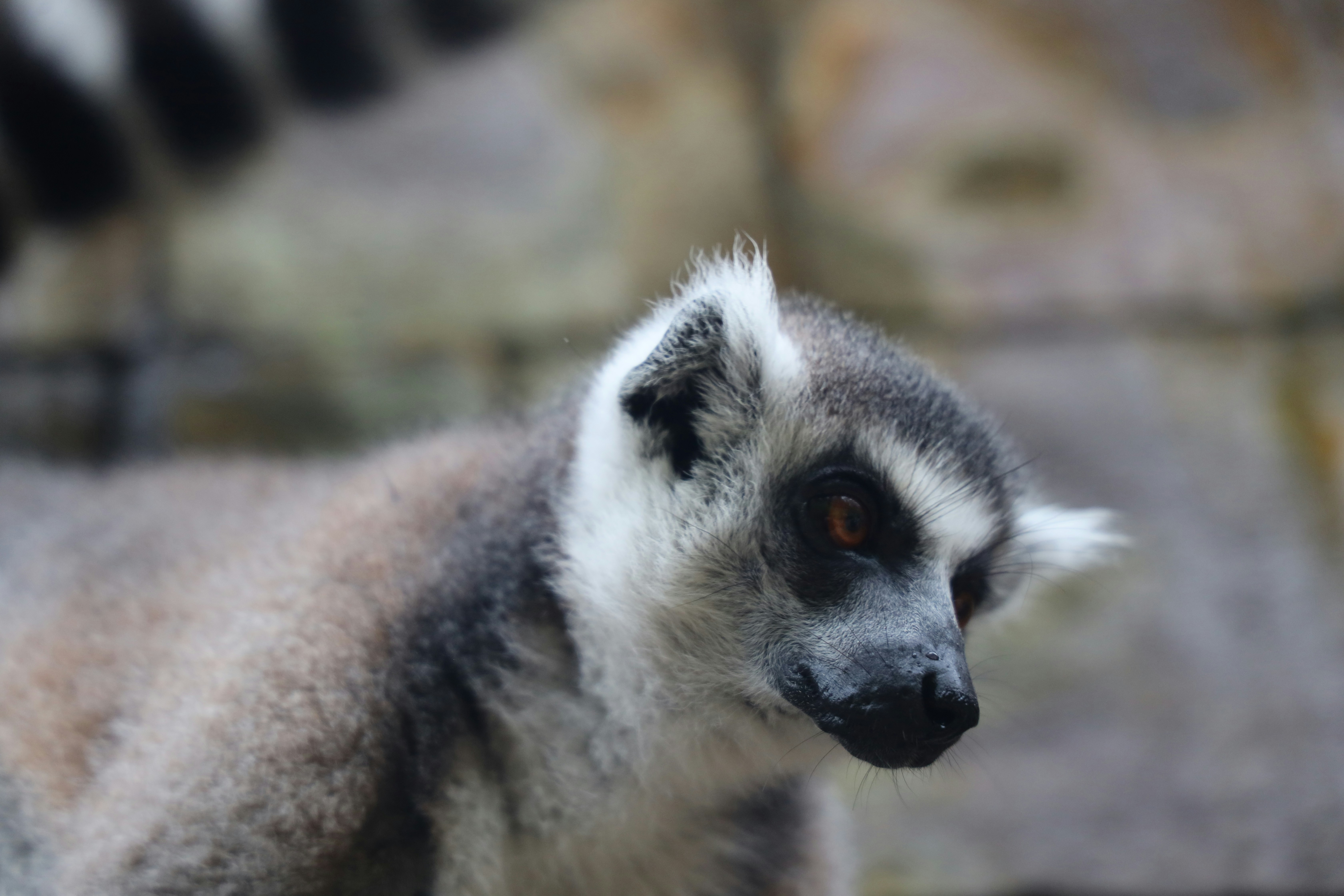 Curious Lemur Gaze: Portrait in Soft Focus Against Stone Wall