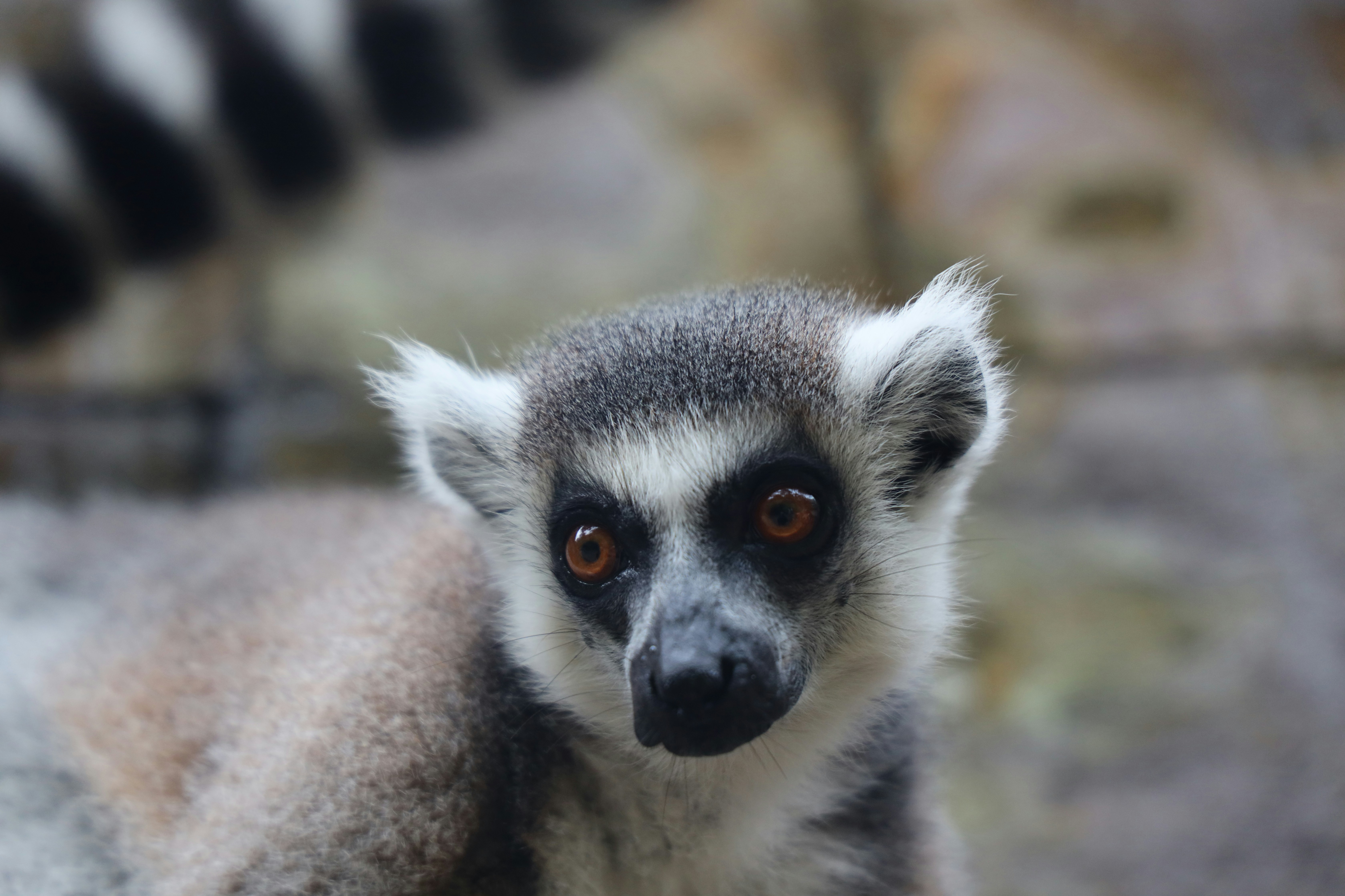 Curious Gaze: A Ring-Tailed Lemur Portrait in Focus
