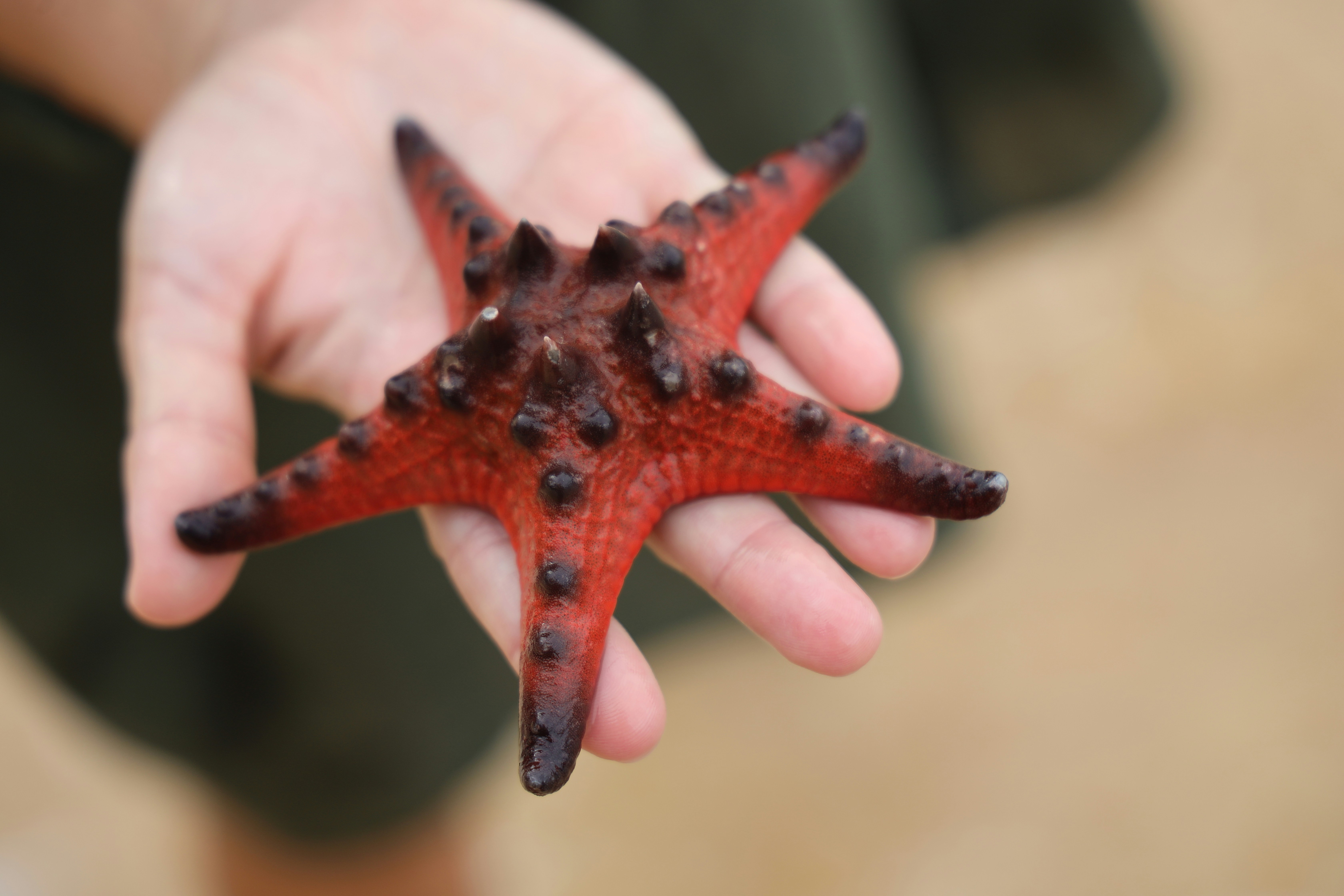 Red Starfish in Hand: Close-Up on a Beach Treasure