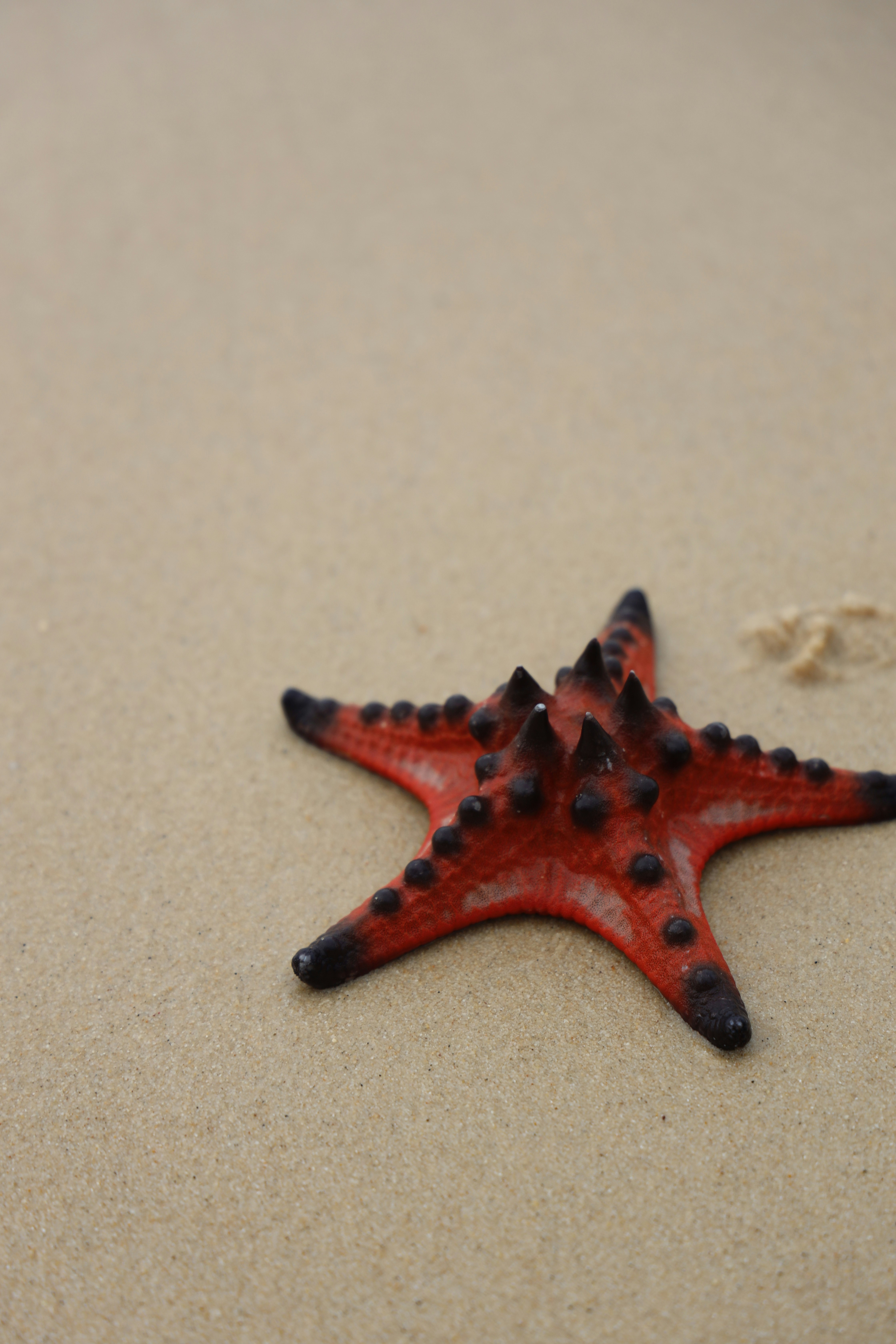 Red Star on Sand: A Coastal Starfish Resting in Quiet Light