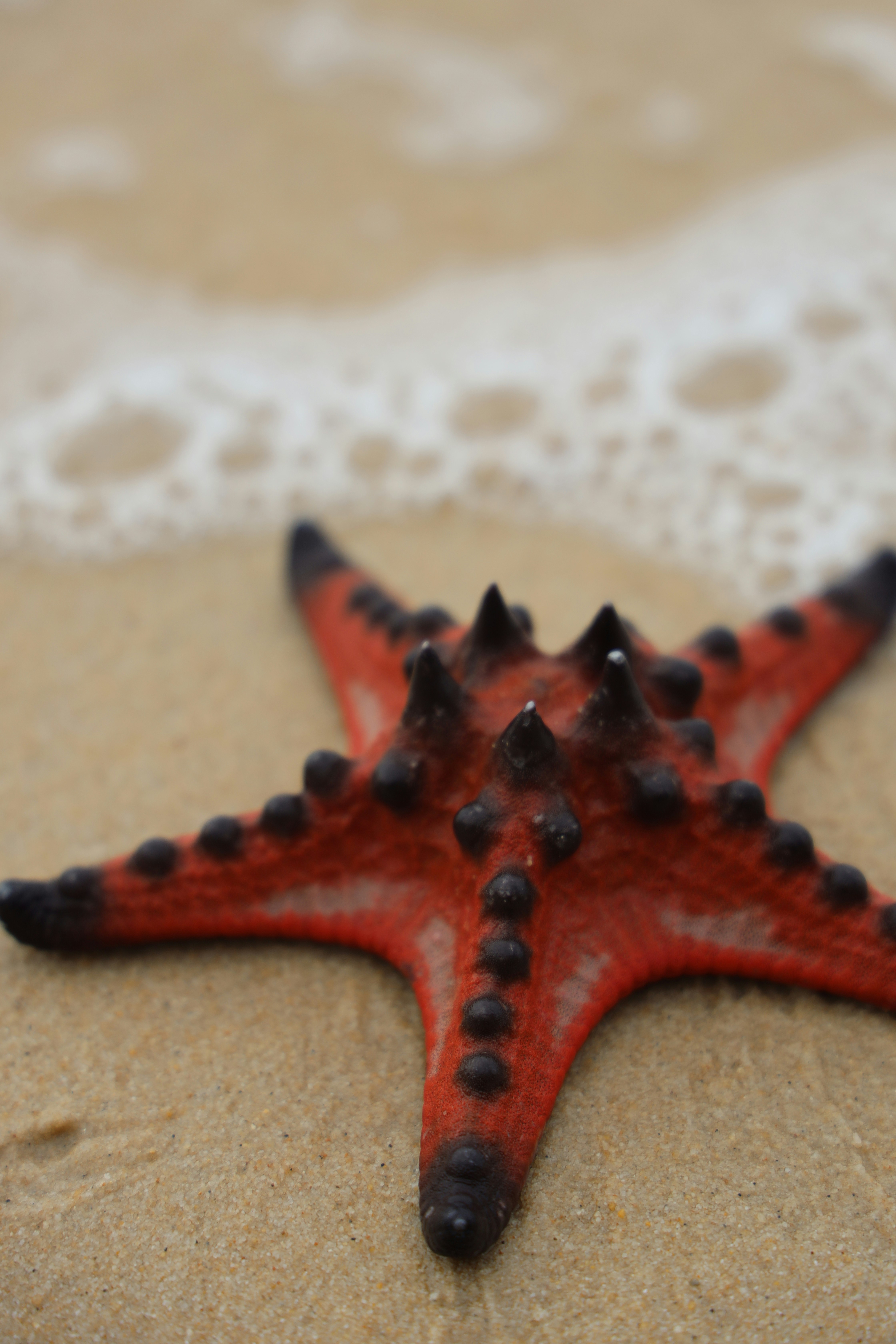 Red Star on the Shore: A Starfish Reaches for the Tide