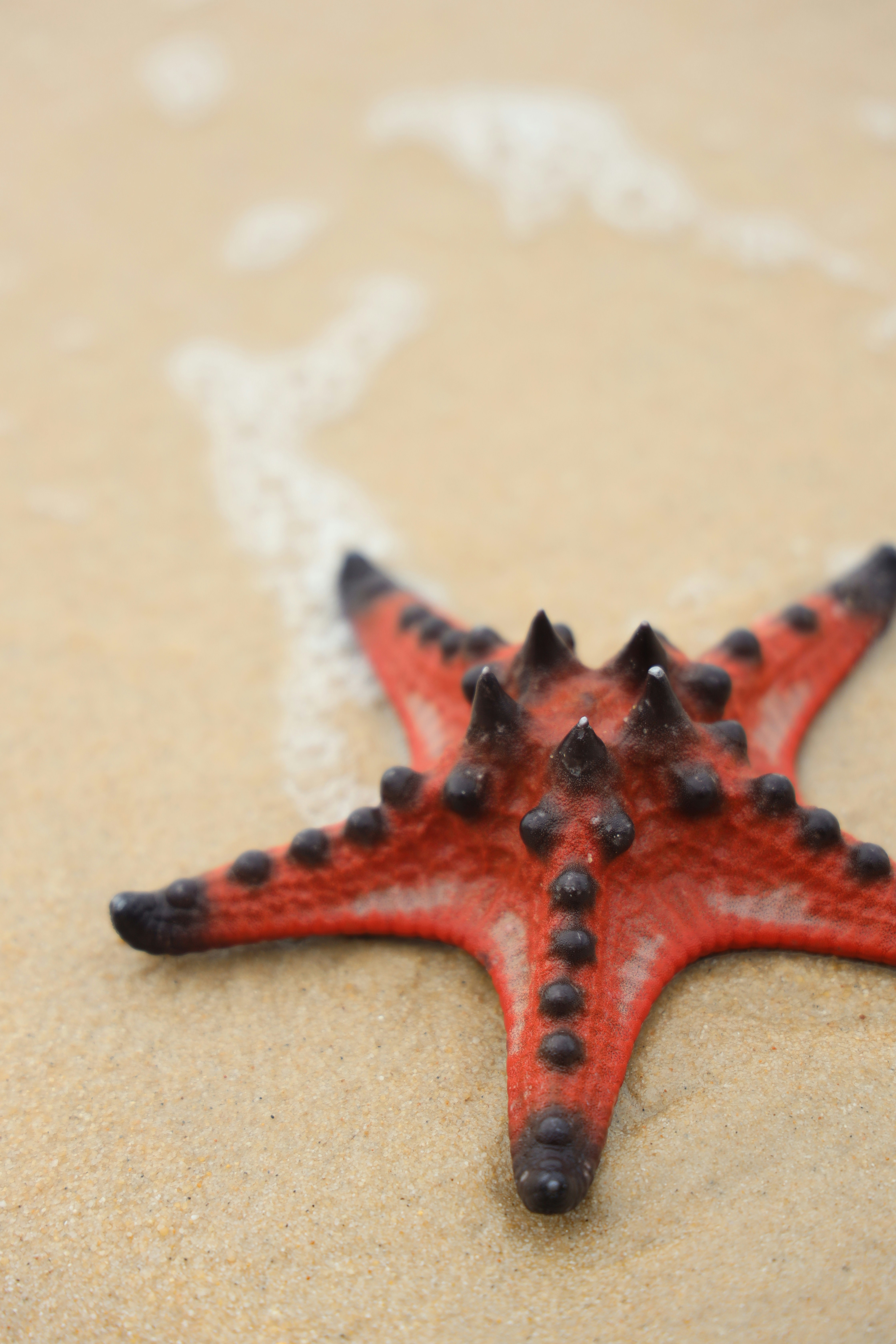 Red Star on Sandy Shore: A Starfish Finds Its Ground