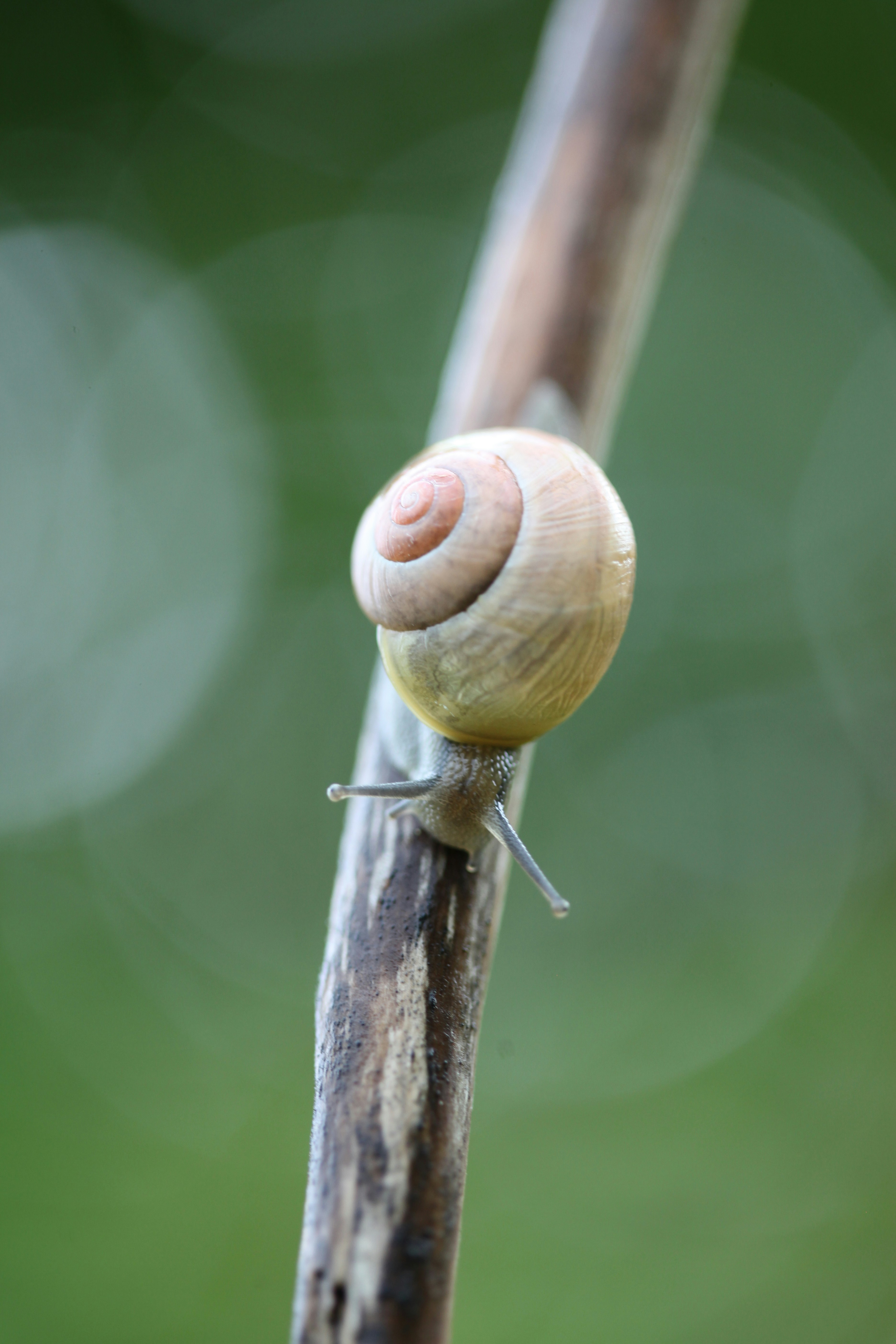 Close-Quarters Snail: A Delicate Climb Up a Twig