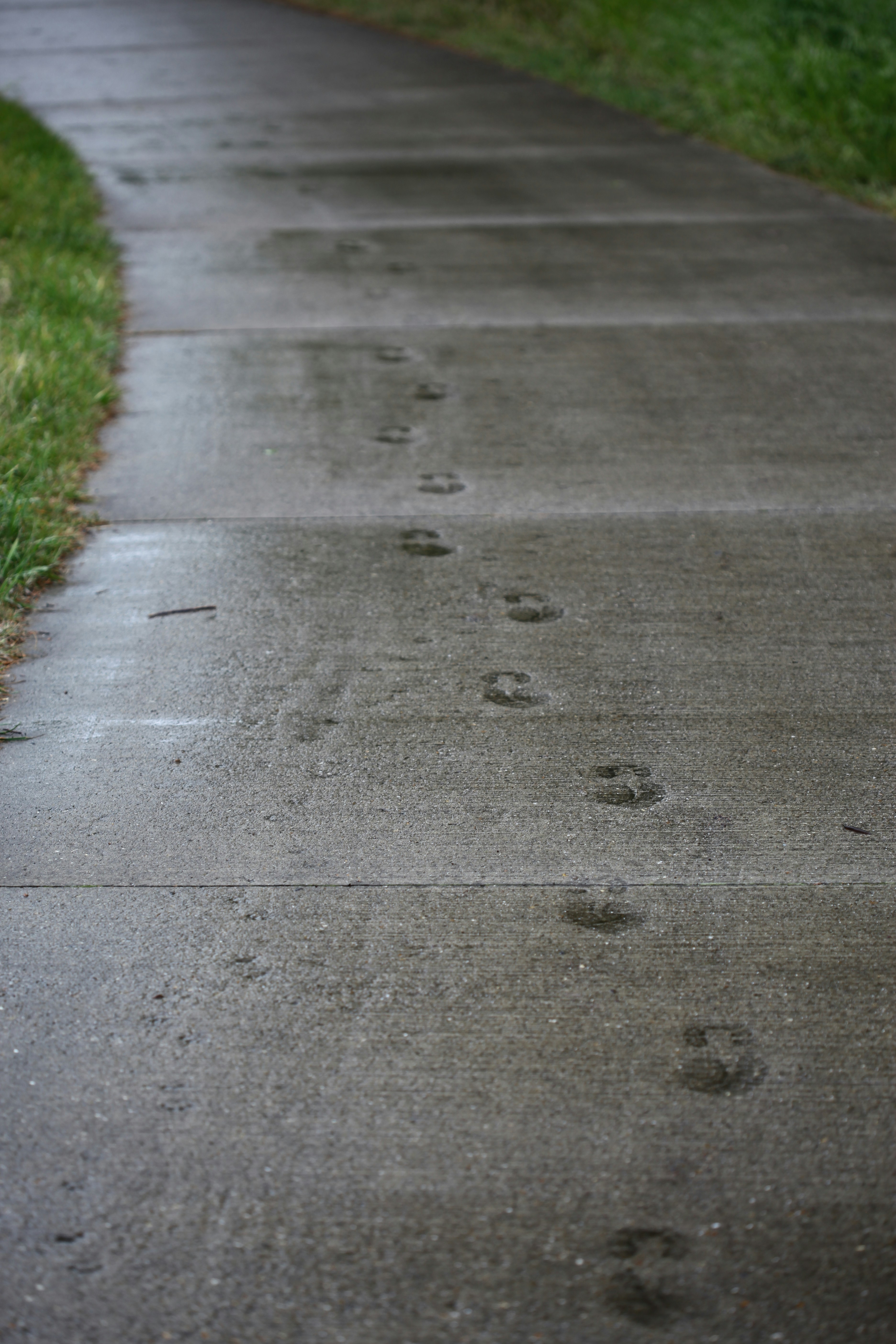 Footprints on a Quiet Wet Path