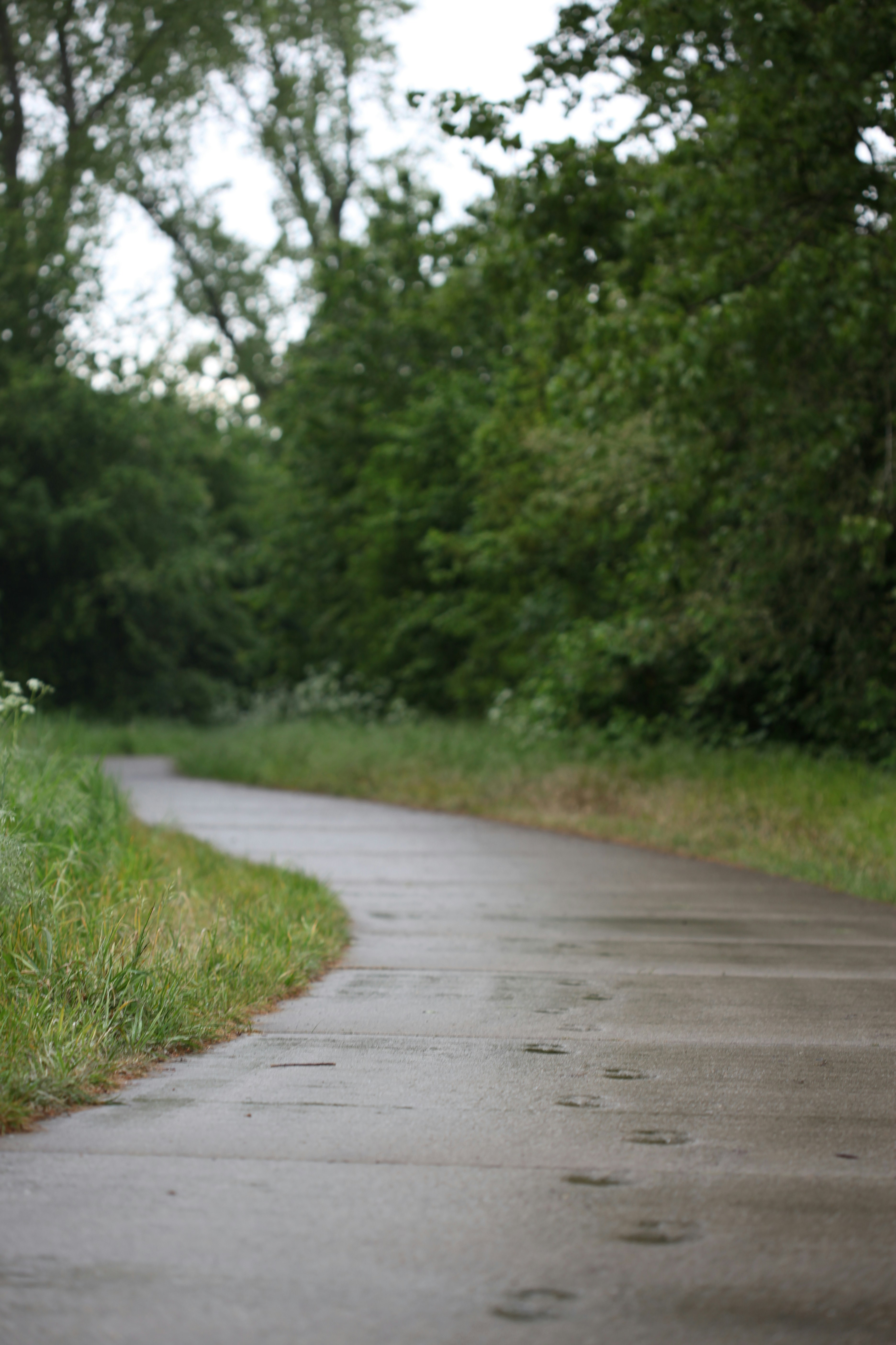 Whispering Trail: A Rain-Kissed Path through Quiet Green