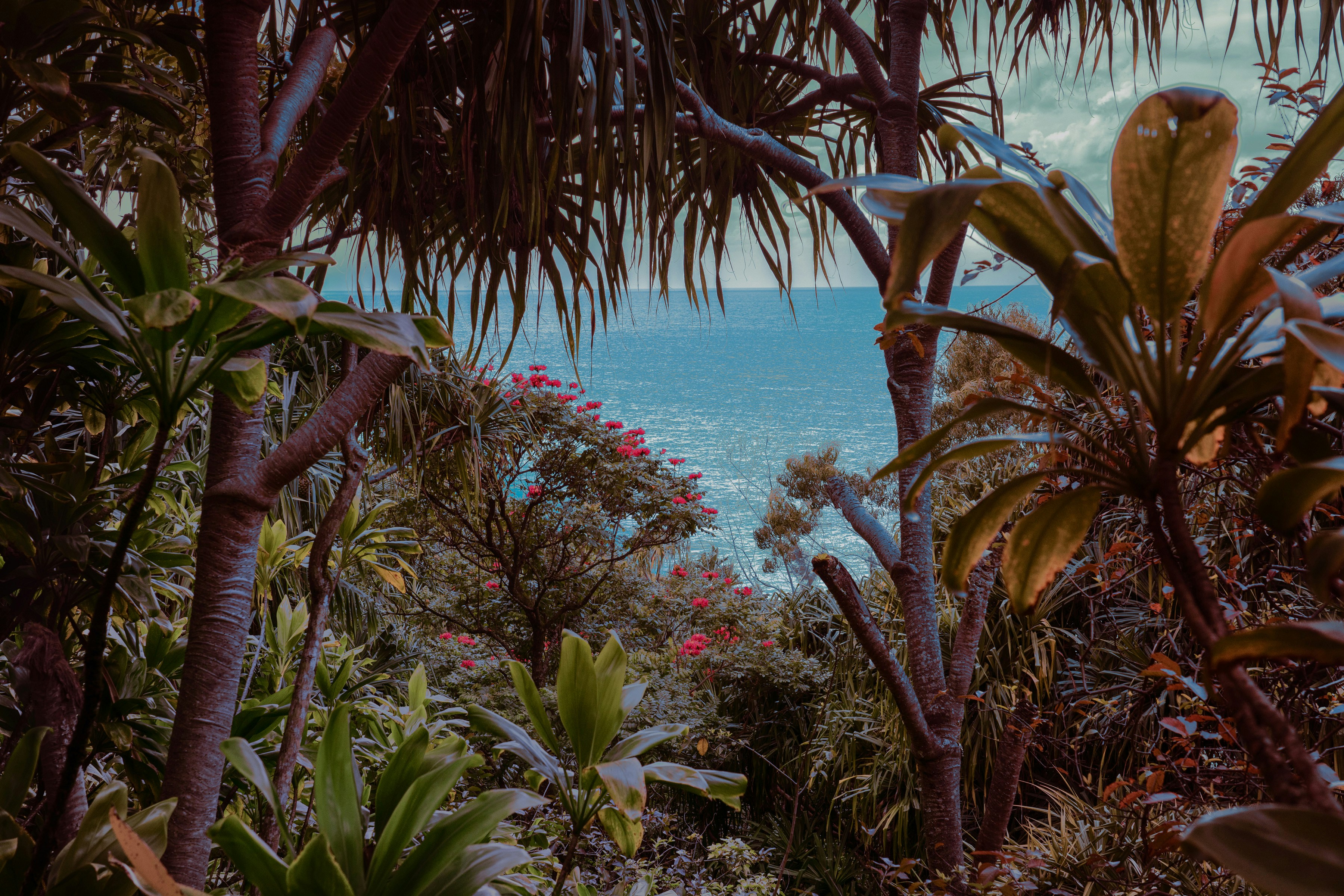 Hidden Vista: Ocean glimmers through tropical foliage