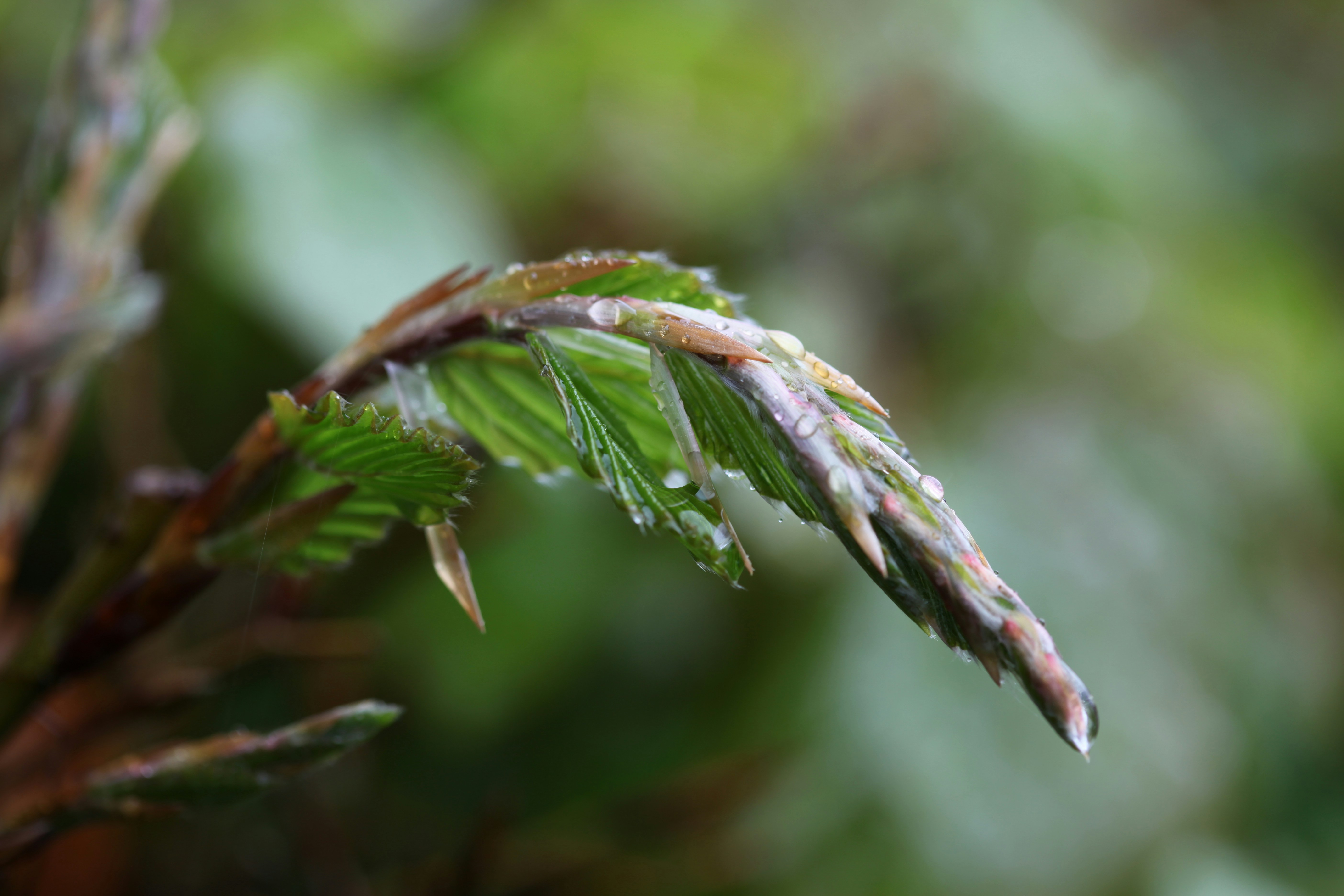 Dew-kissed Pine Tip Tracing Light from a Quiet Forest