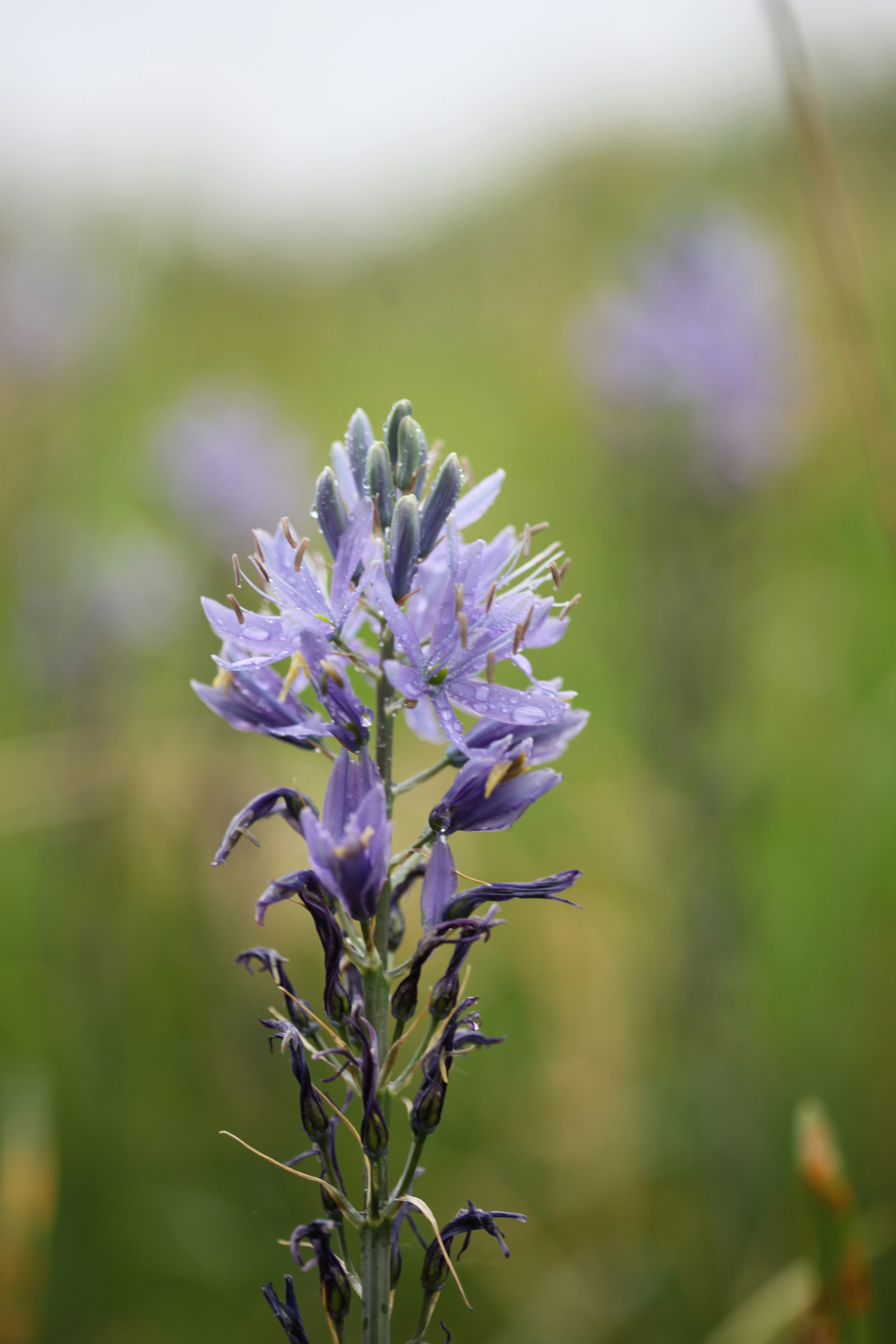 Lavender Crown: a single bloom in soft focus field