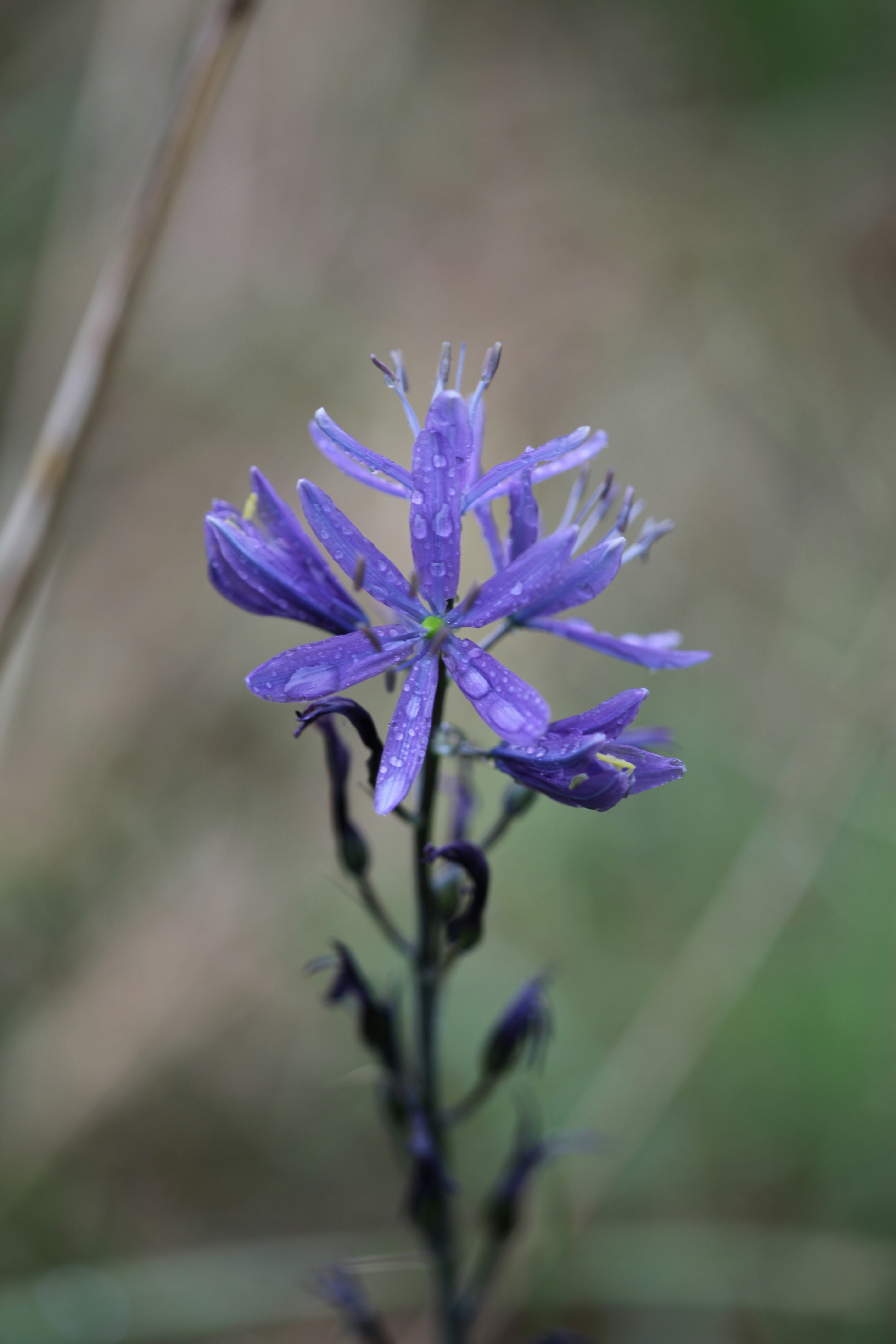 Purple bloom in focus: raindrops on a delicate wildflower